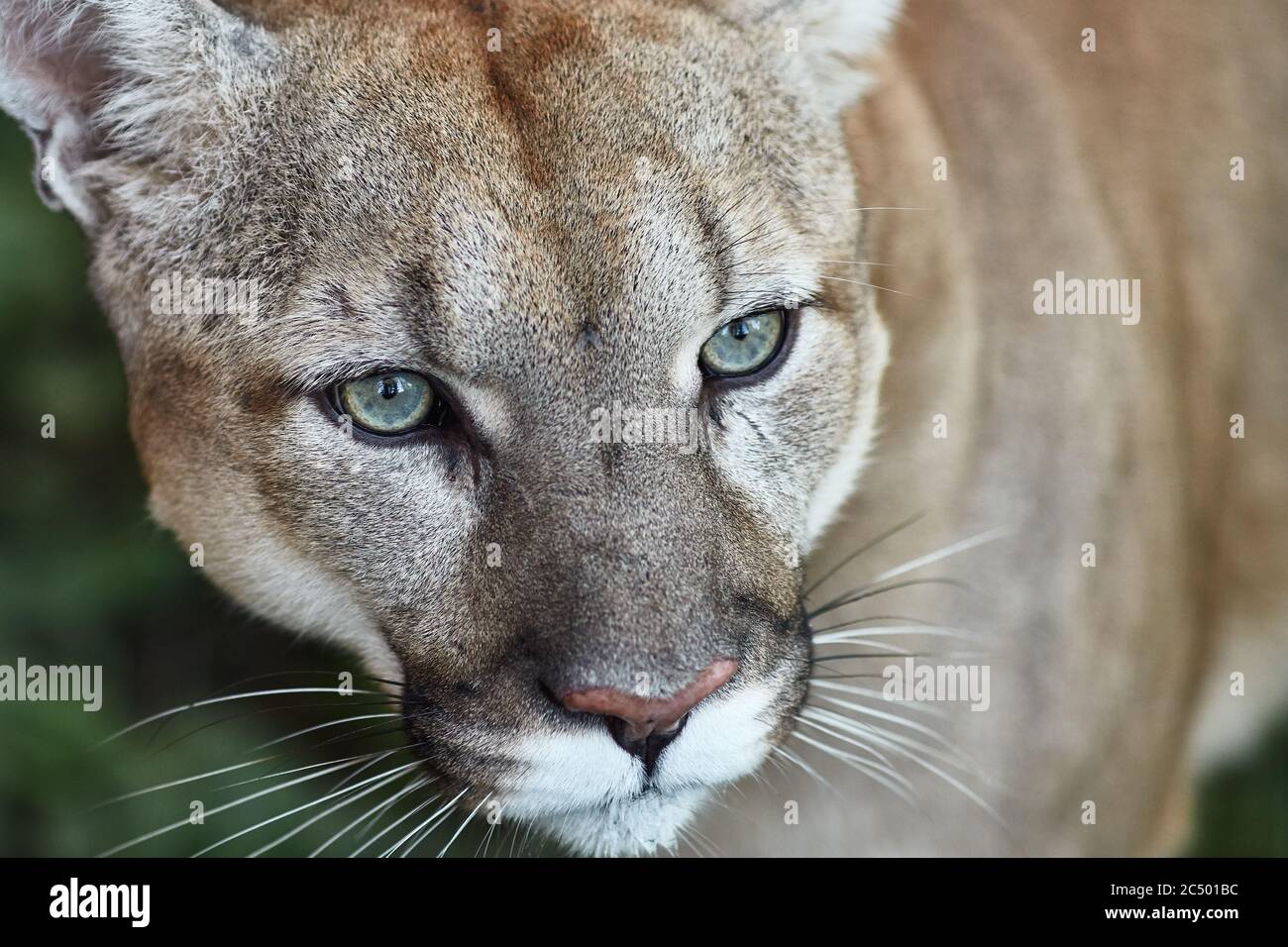 Portrait of Beautiful Puma. Cougar, mountain lion, puma, panther ...