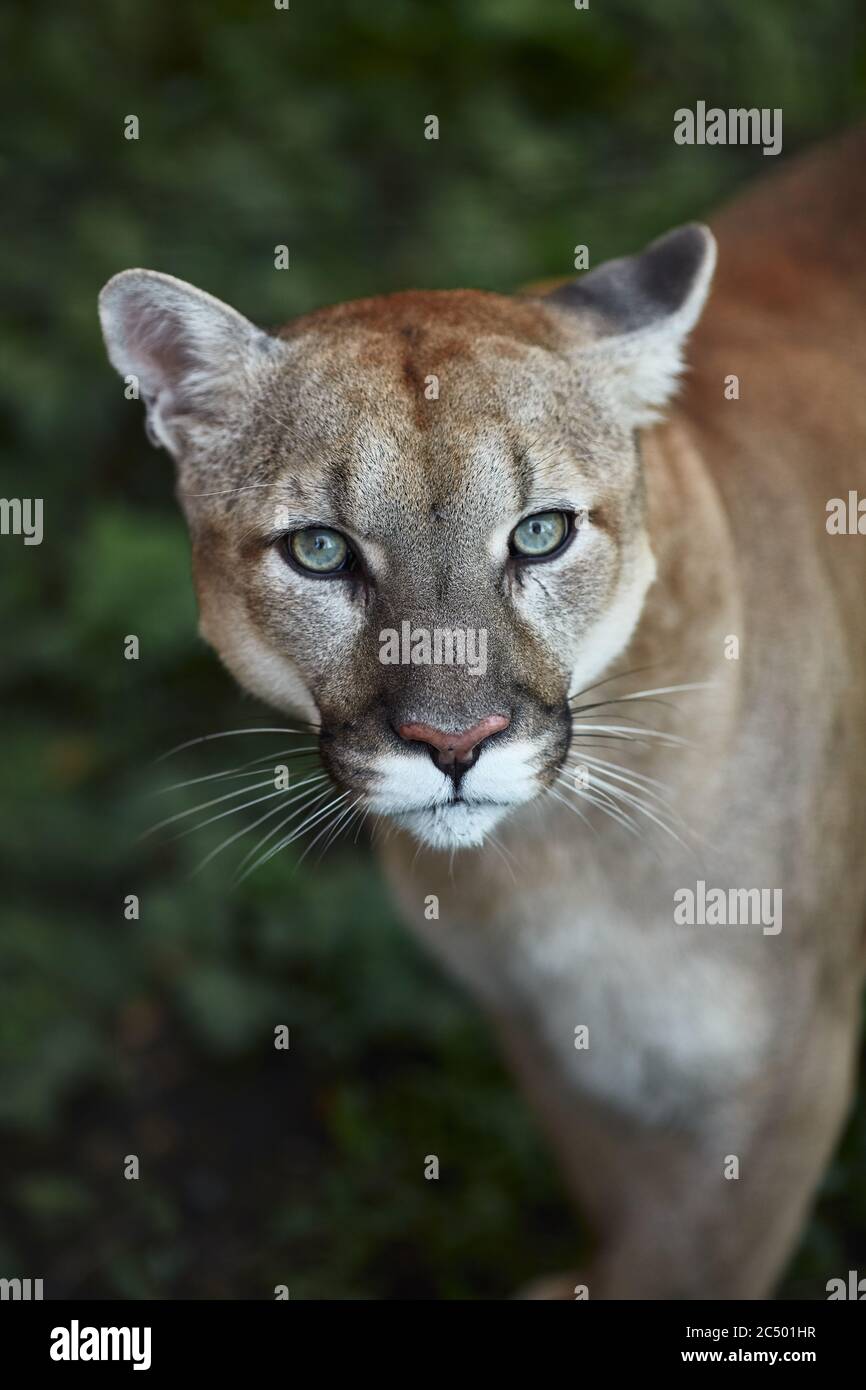 Portrait of Beautiful Puma. Cougar, mountain lion, puma, panther ...