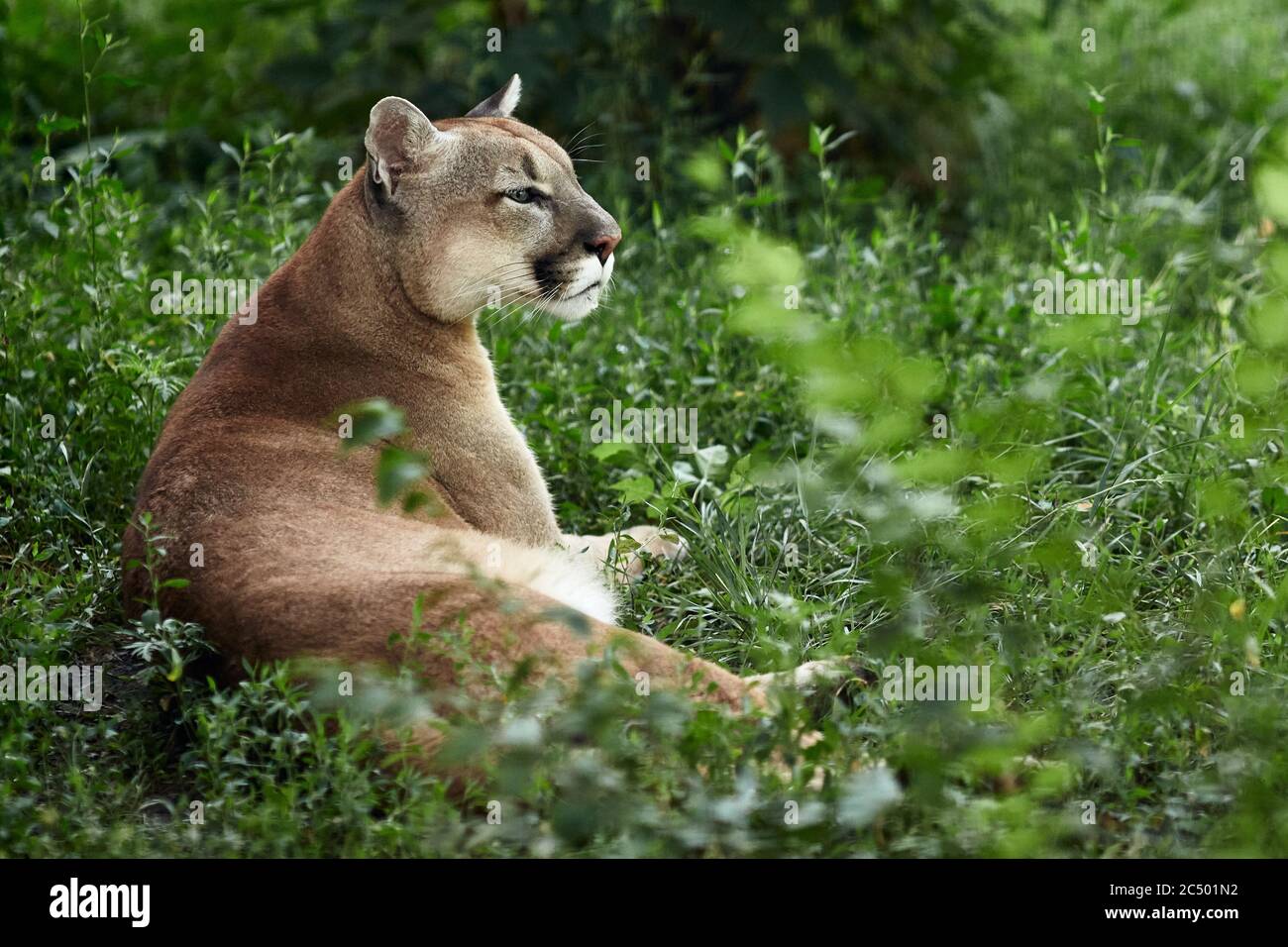 Portrait of Beautiful Puma. Cougar, mountain lion, puma, panther ...