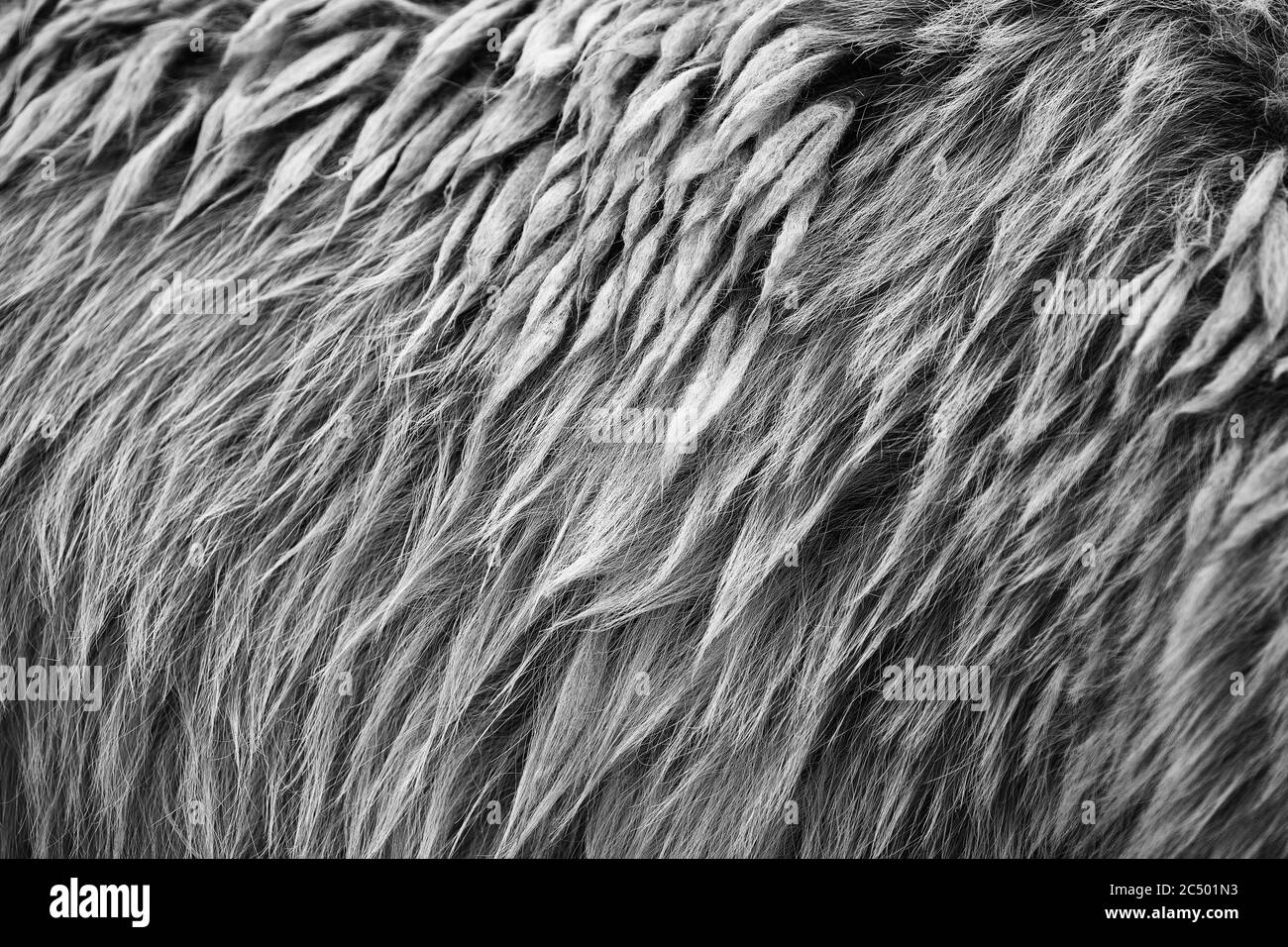 Brown bear (Ursus arctos) fur texture. Wild life animal Stock Photo - Alamy
