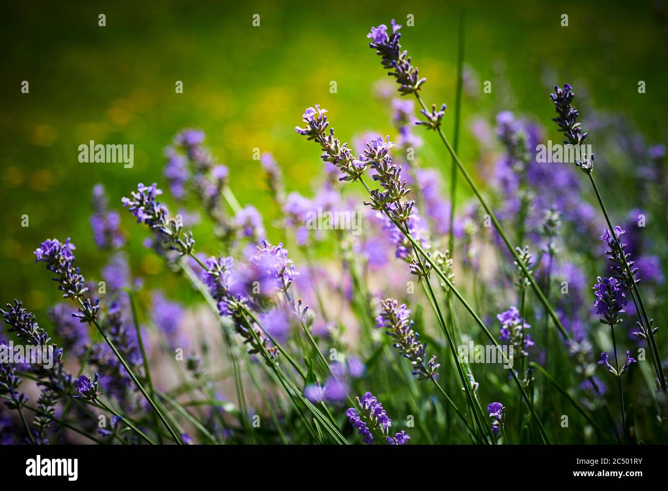 View to lush lavender (Lavandula angustifolia) with green and yellow ...