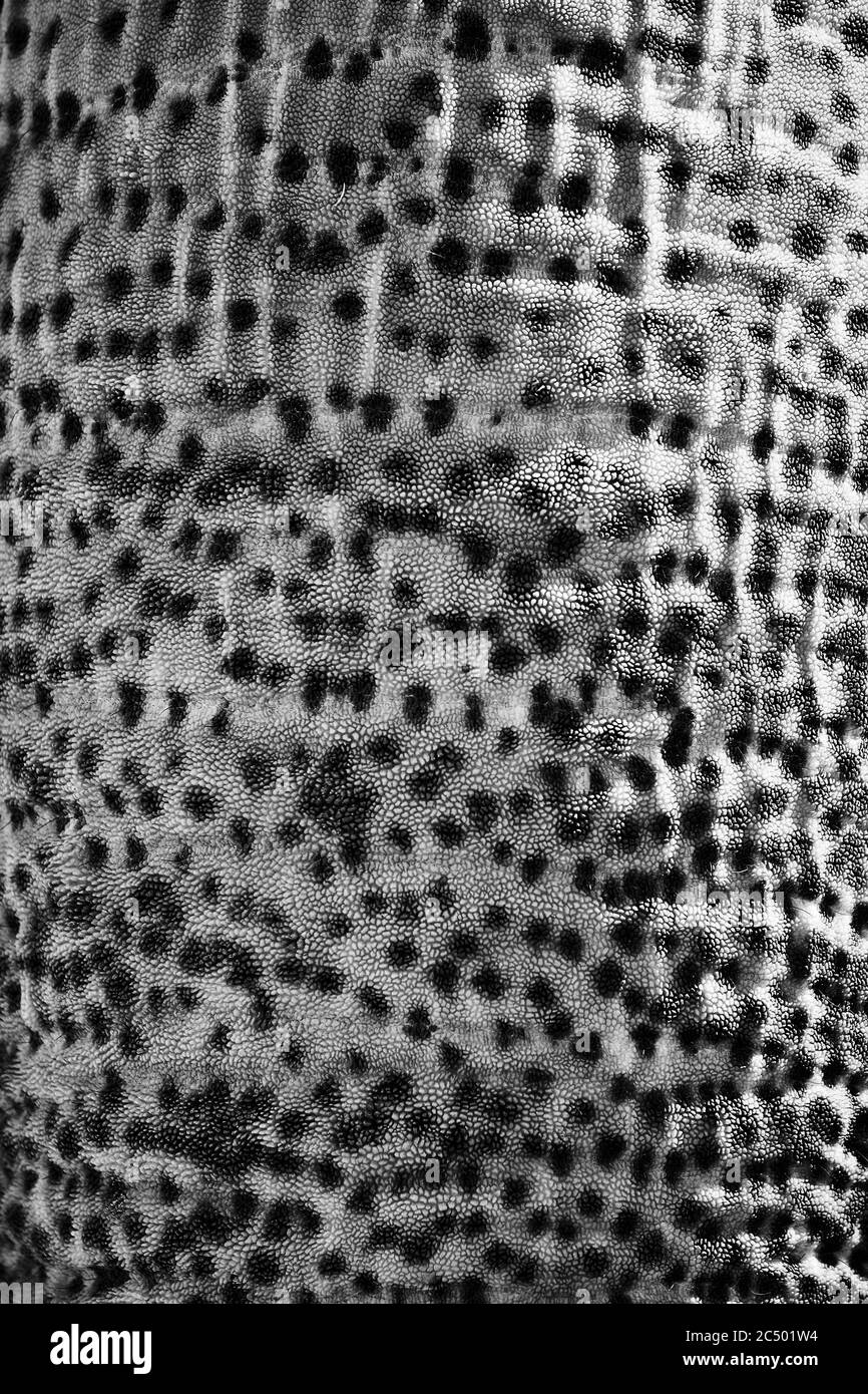 Elephant hide skin close Black and White Stock Photos & Images - Alamy