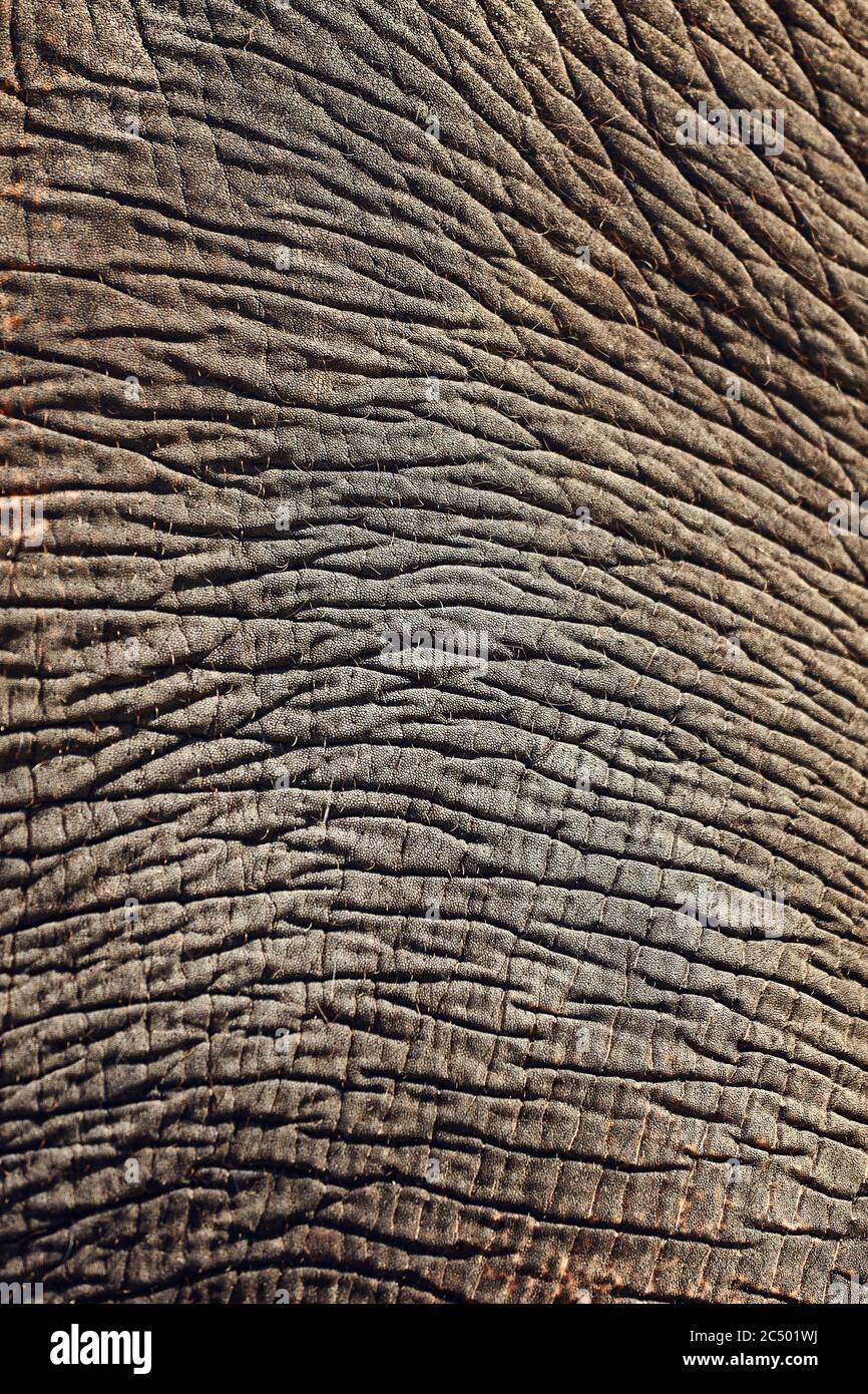 Elephant skin texture abstract background Stock Photo - Alamy