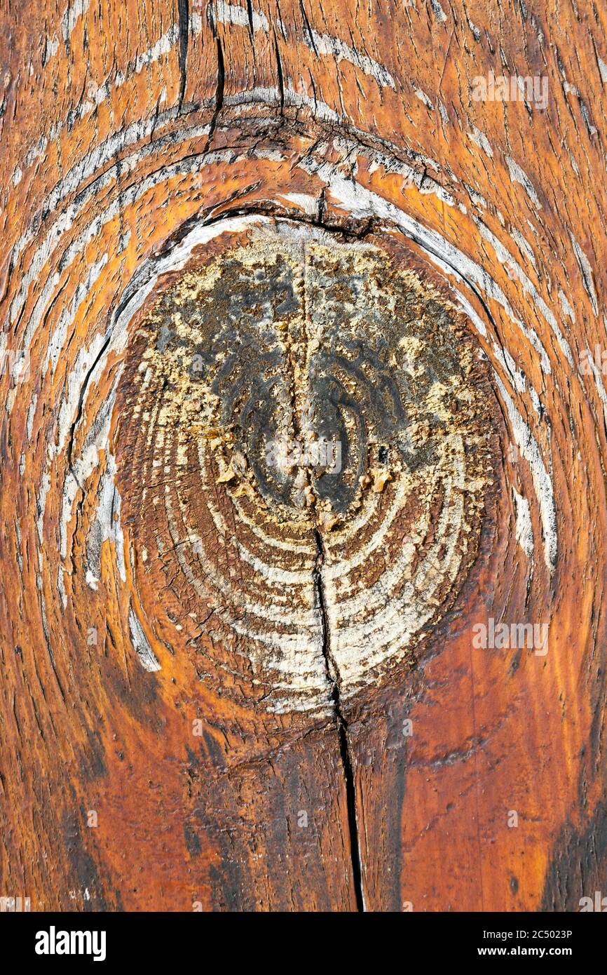 Sawn tree trunk log showing its annual growth tree rings Stock Photo ...