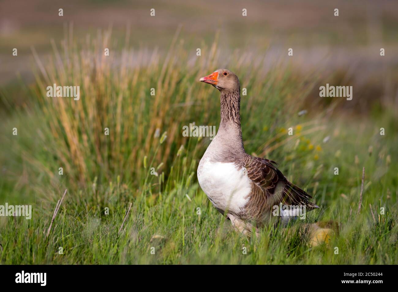 Goose family. Green nature habitat background. Birds: Greylag Goose ...