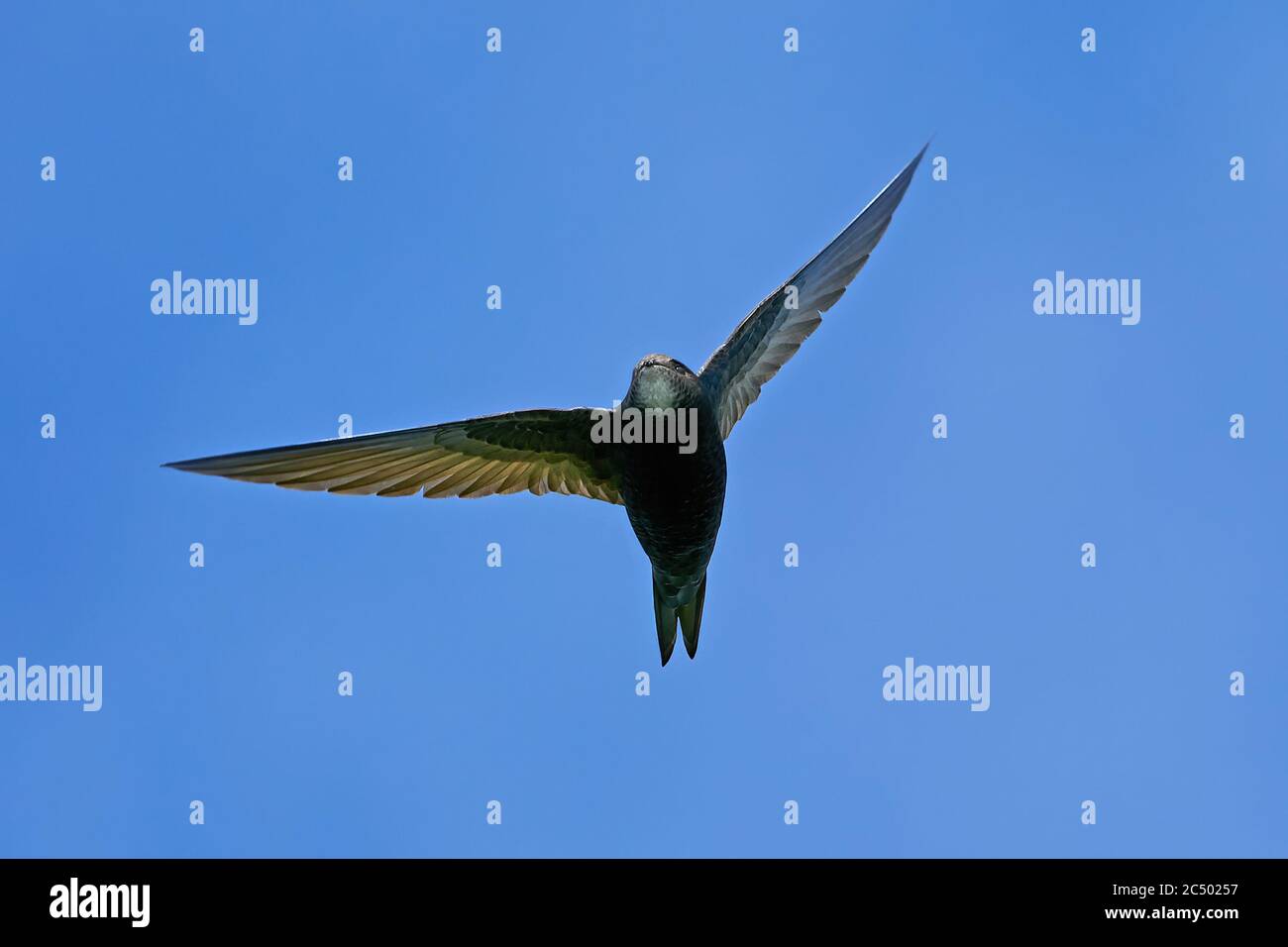 Common swift in flight with blue skies in the background Stock Photo ...