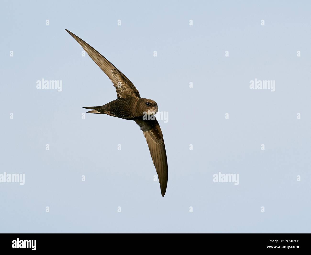 Swift habitat hi-res stock photography and images - Alamy