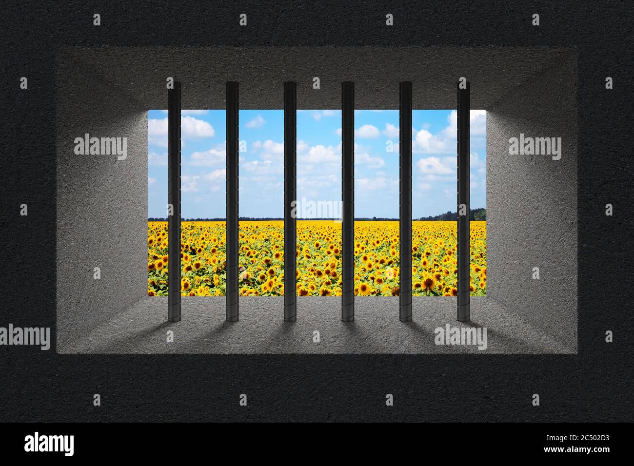Sky and Sunflower Field Seen Through Jail Bars in Prison Window extreme ...