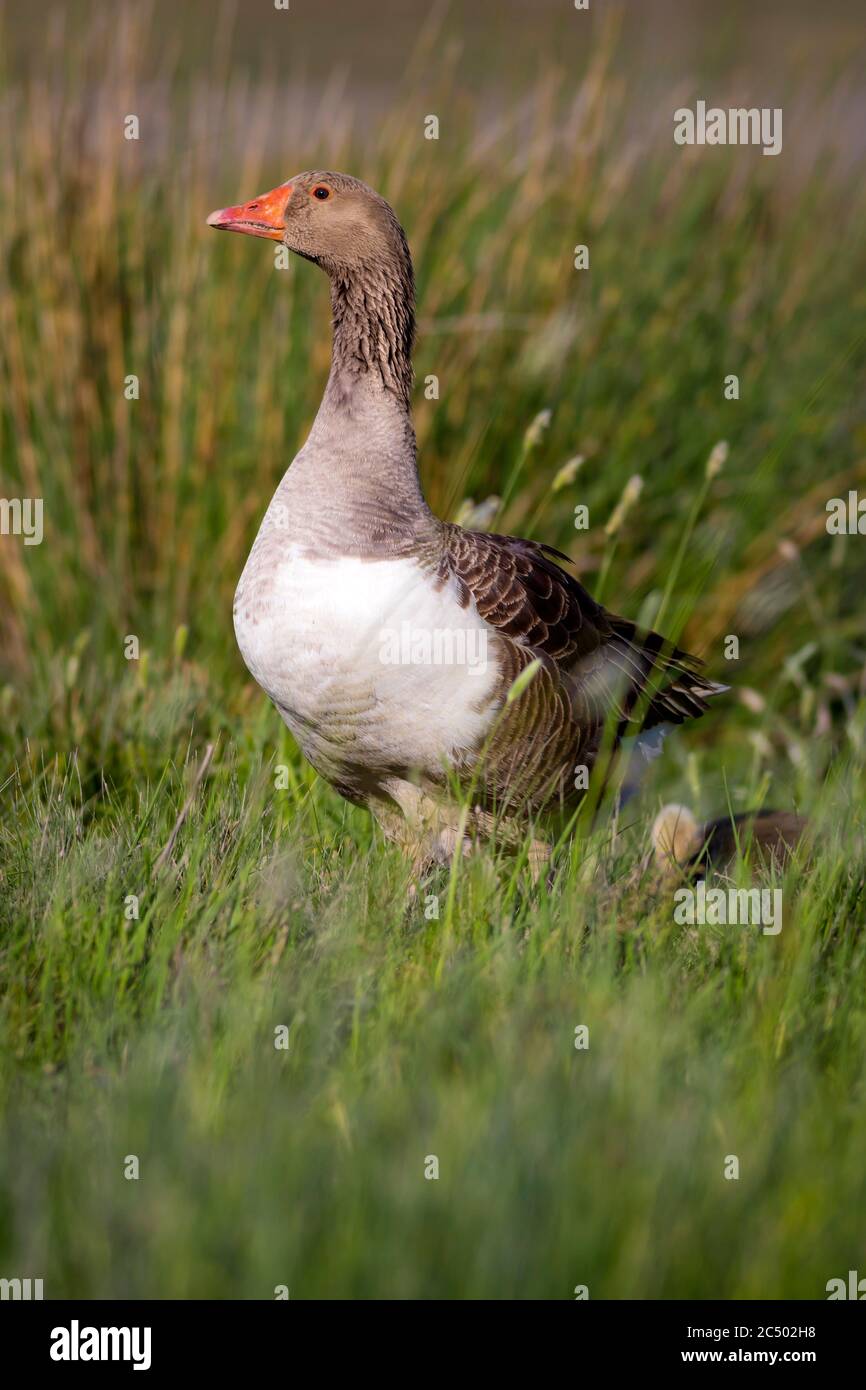 Goose family. Green nature habitat background. Birds: Greylag Goose ...