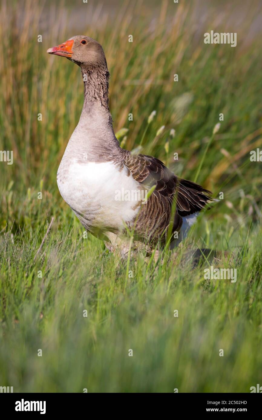 Goose family. Green nature habitat background. Birds: Greylag Goose ...