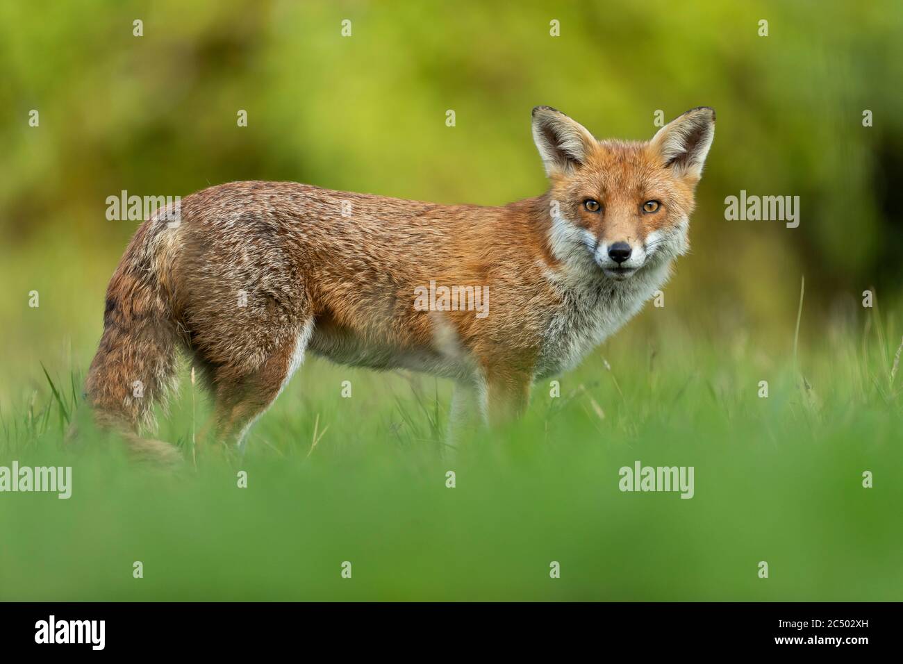 Red fox countryside hi-res stock photography and images - Alamy