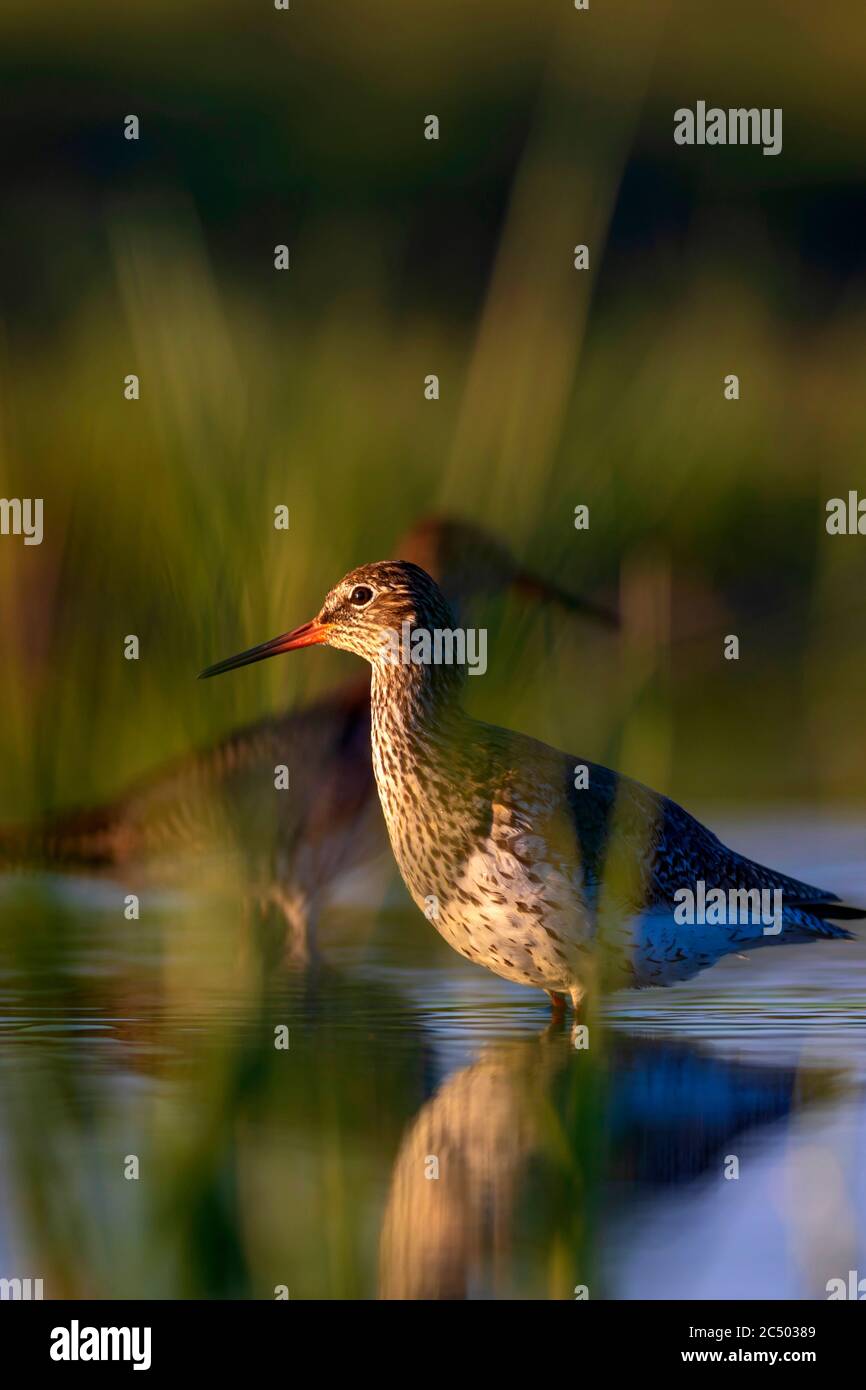 Nature and bird. Common water bird Spotted Redshank. Tringa erythropus ...