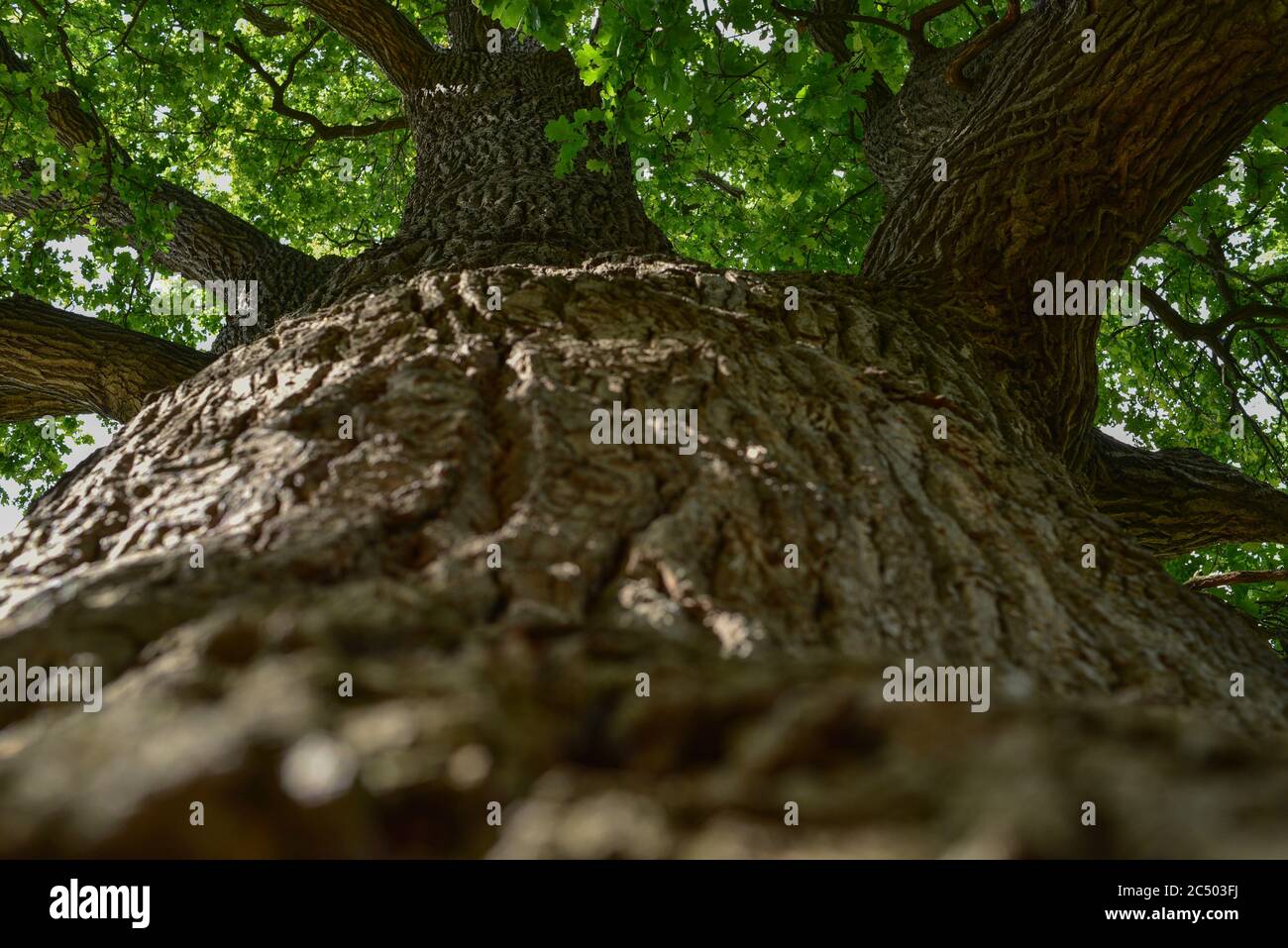The trunk and branches of an old oak tree viewed from below. Crown of ...