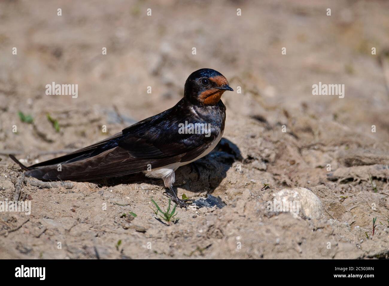 European barn swallow hi-res stock photography and images - Alamy