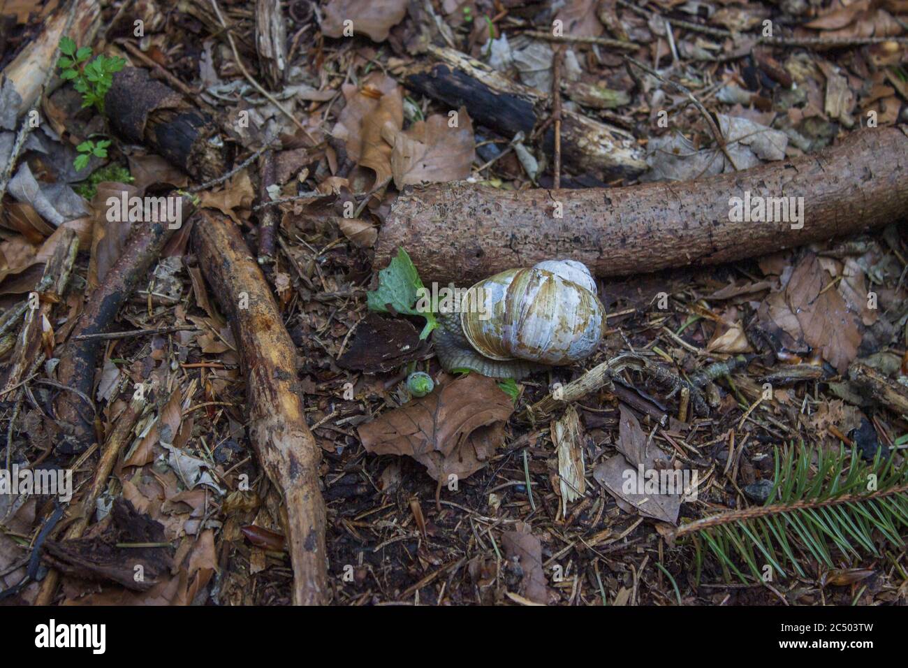 snail in its natural habitat in the forest among the leaves in the wild ...