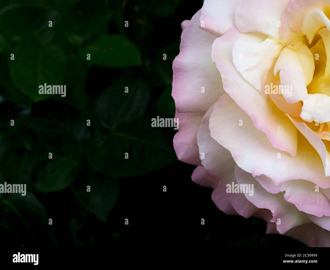 Rose petal top view hi-res stock photography and images - Alamy