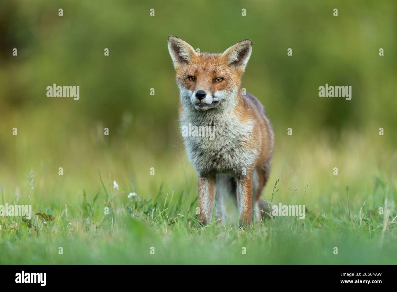 Red fox (Vulpes vulpes) hunting in a meadow Stock Photo - Alamy