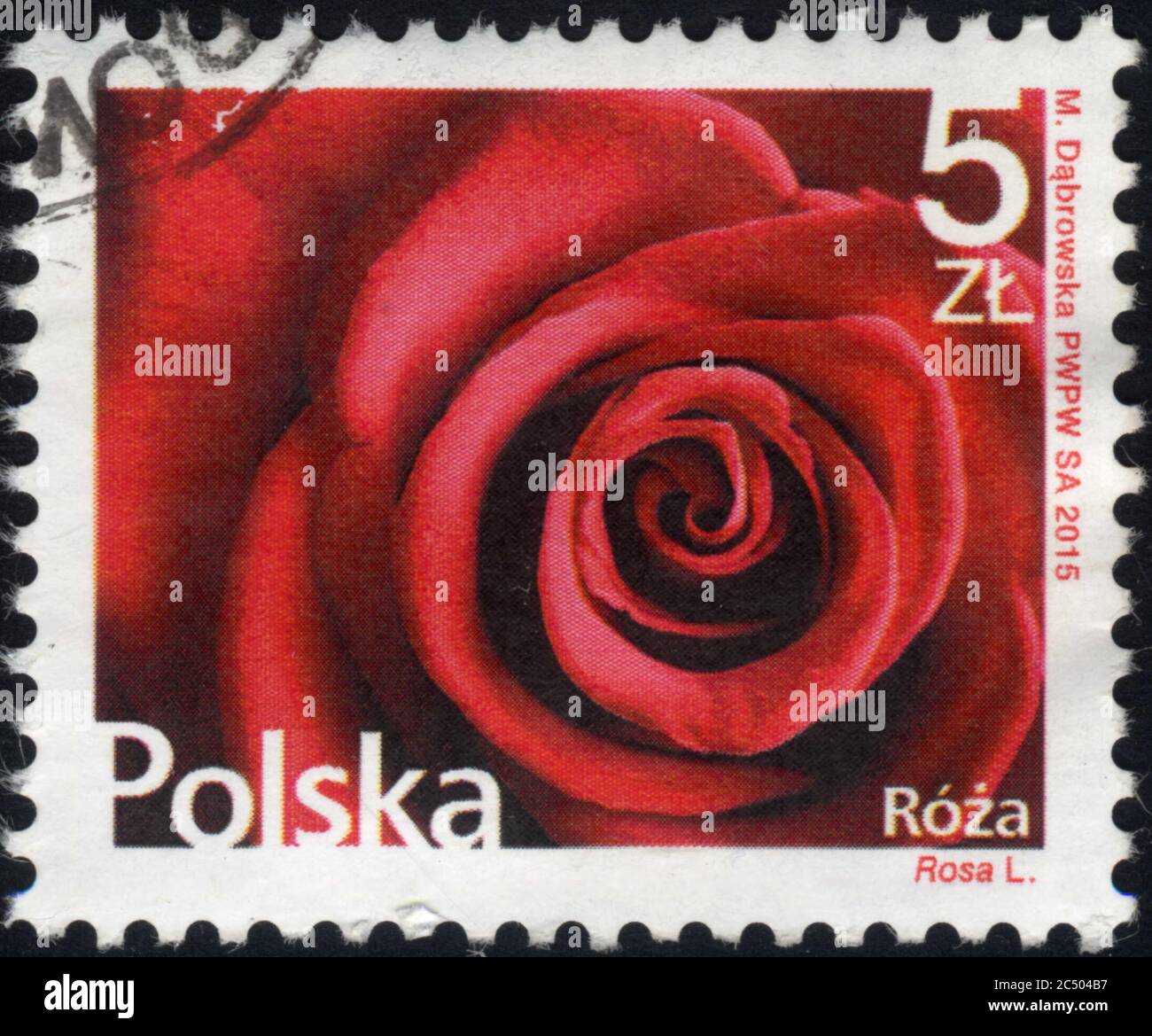 Timbre oblitéré Roza. Polska. 5 ZL. Rosa L. 2015 Stock Photo - Alamy