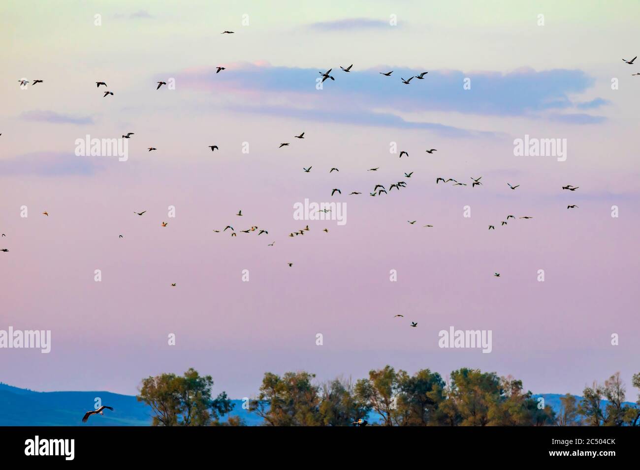 Sunset and flying birds. Sunset colors background Stock Photo - Alamy