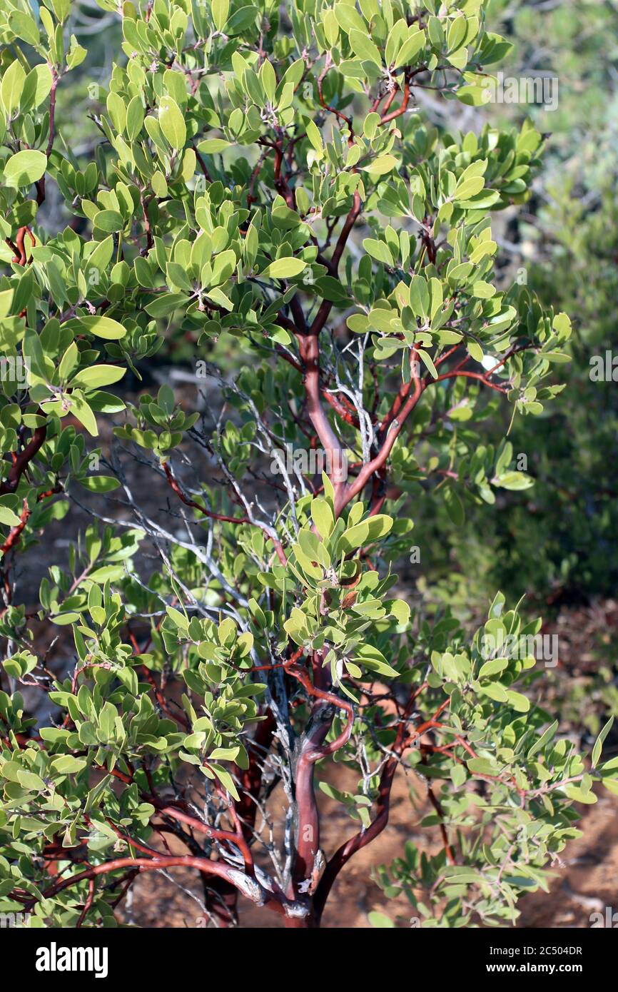 Manzanita tree hi-res stock photography and images - Alamy