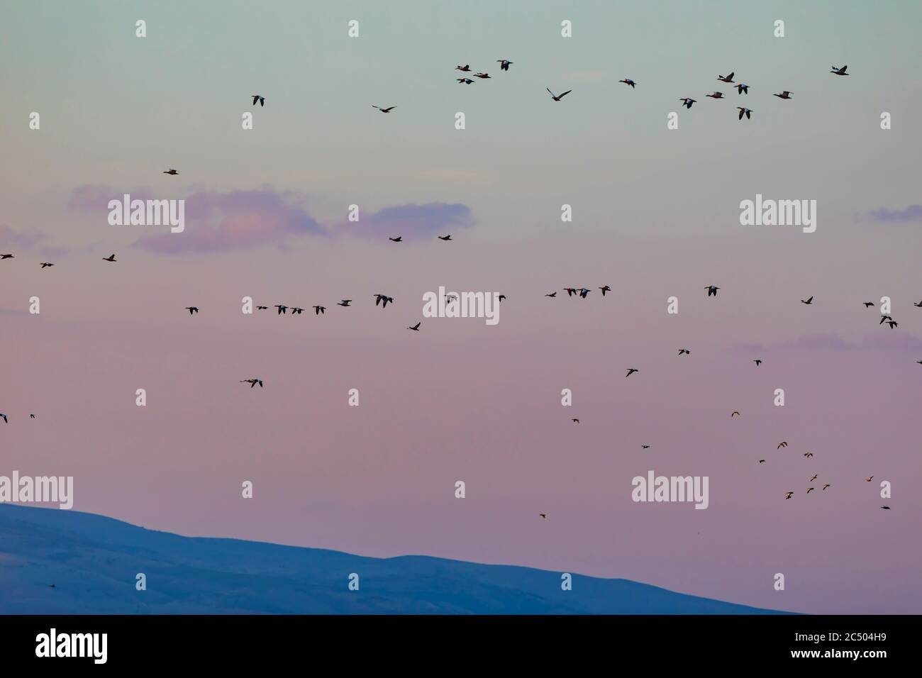 Sunset and flying birds. Sunset colors background Stock Photo - Alamy