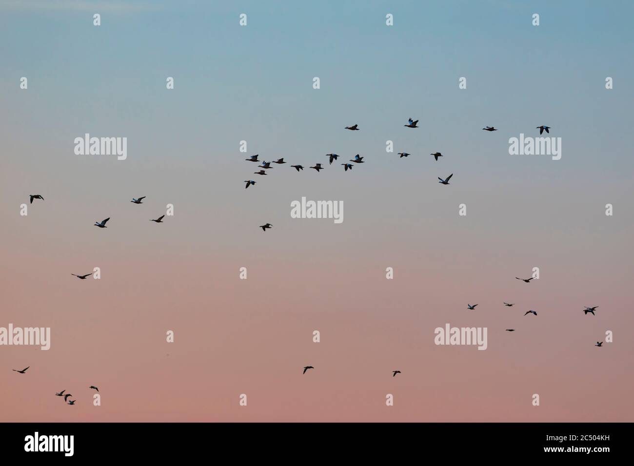 Sunset and flying birds. Sunset colors background Stock Photo - Alamy