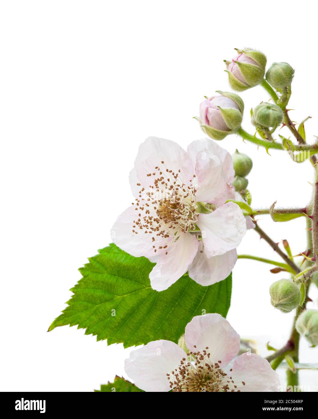 Blackberry flower with leaves isolated on white Stock Photo - Alamy