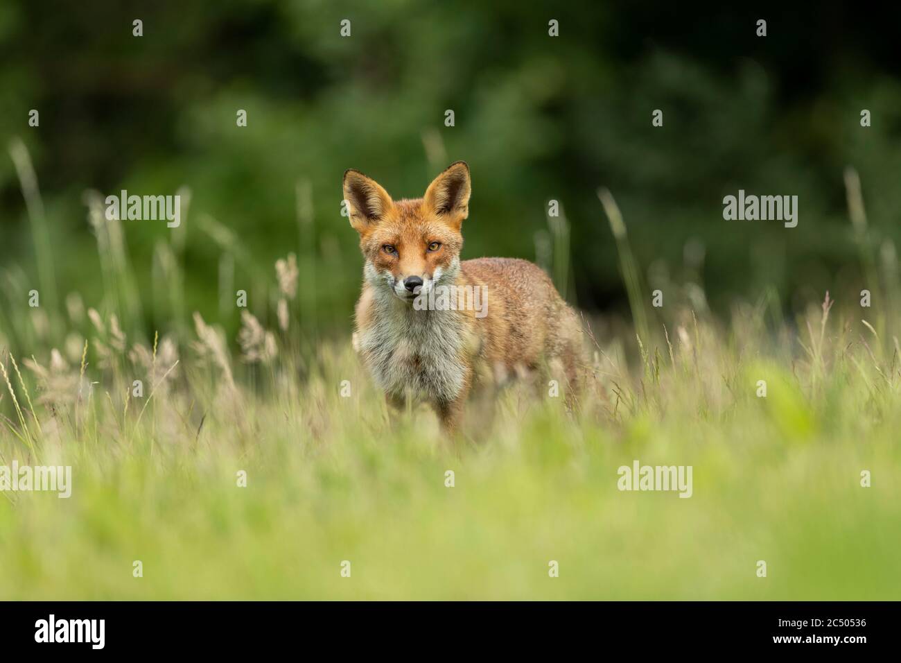 Adult red fox vulpes vulpes hi-res stock photography and images - Alamy