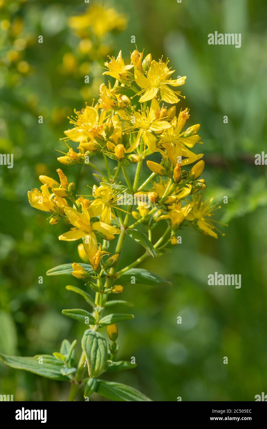 Close up of a Saint Johns wort (hypericum perforatum) plant in bloom ...