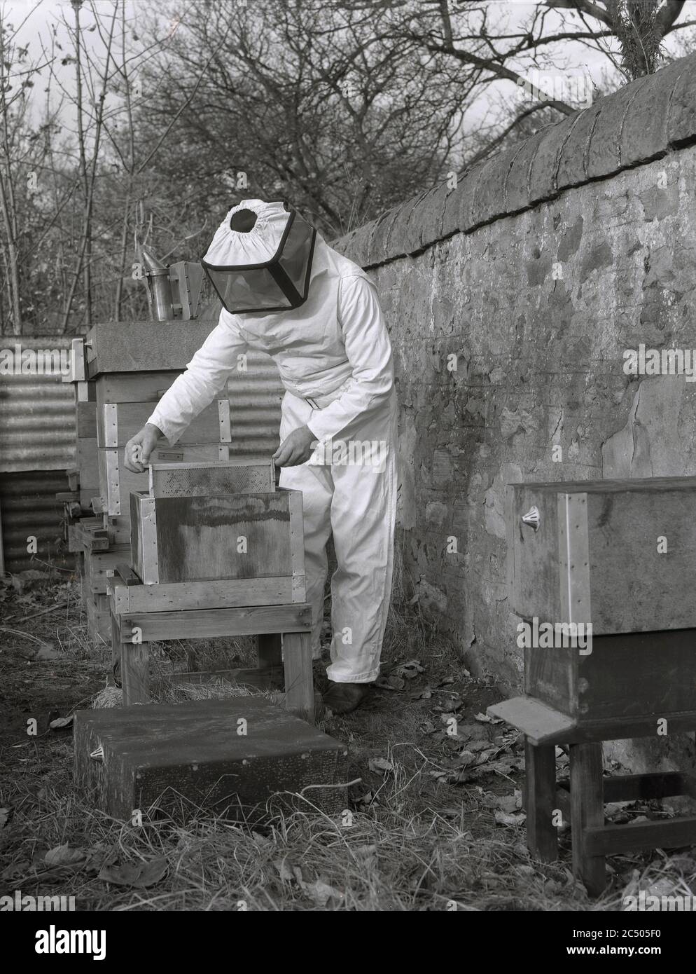1960s, historical, Bee keeping, a man wearing protective clothing and ...