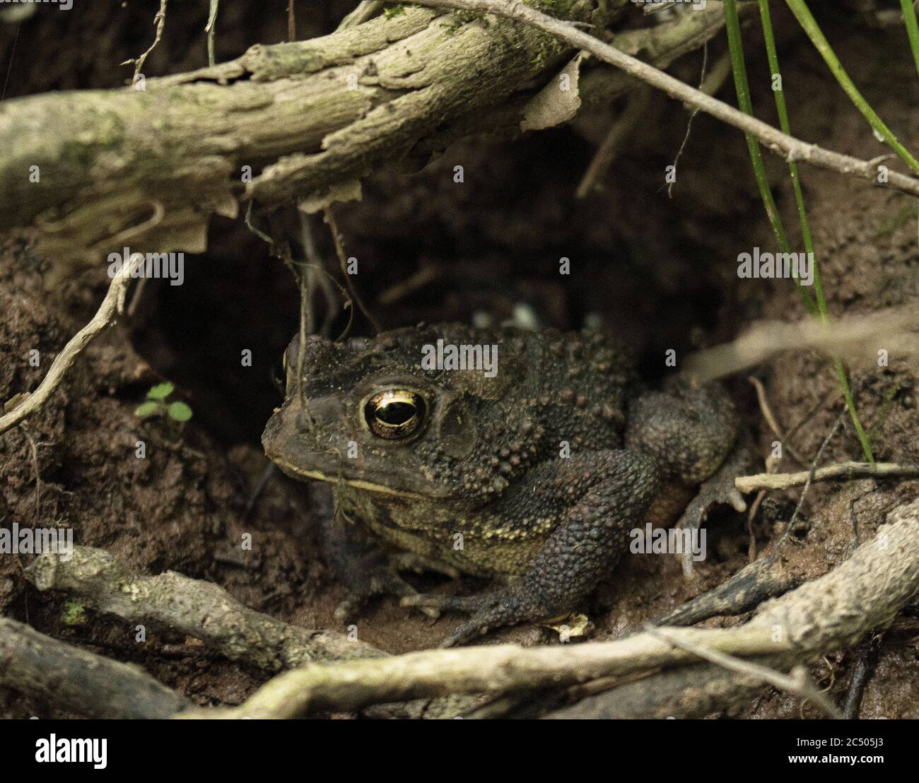 Guarded toad hi-res stock photography and images - Alamy