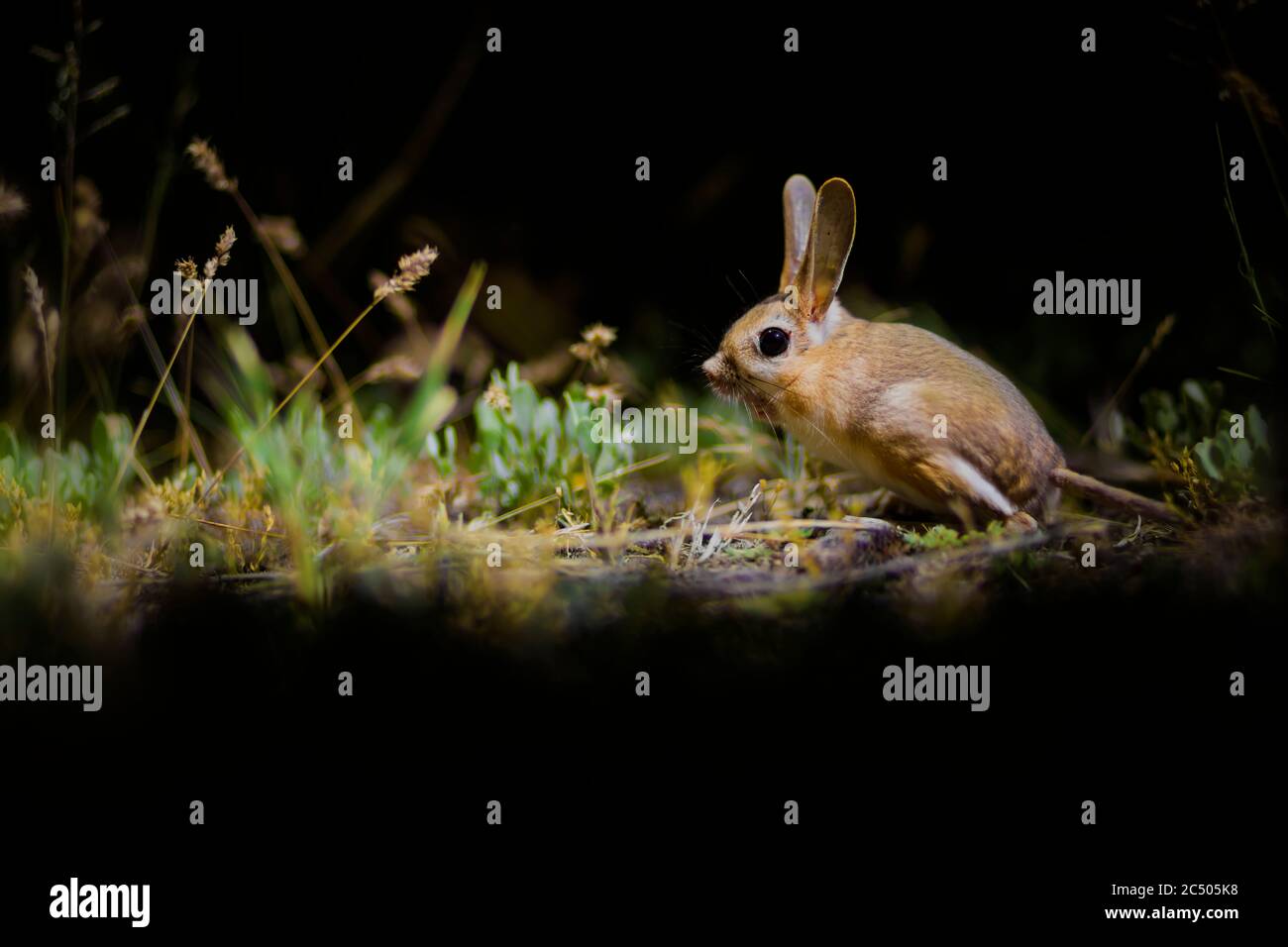 Cute animal. Williams Jerboa, Allactaga williamsi. Green nature habitat ...