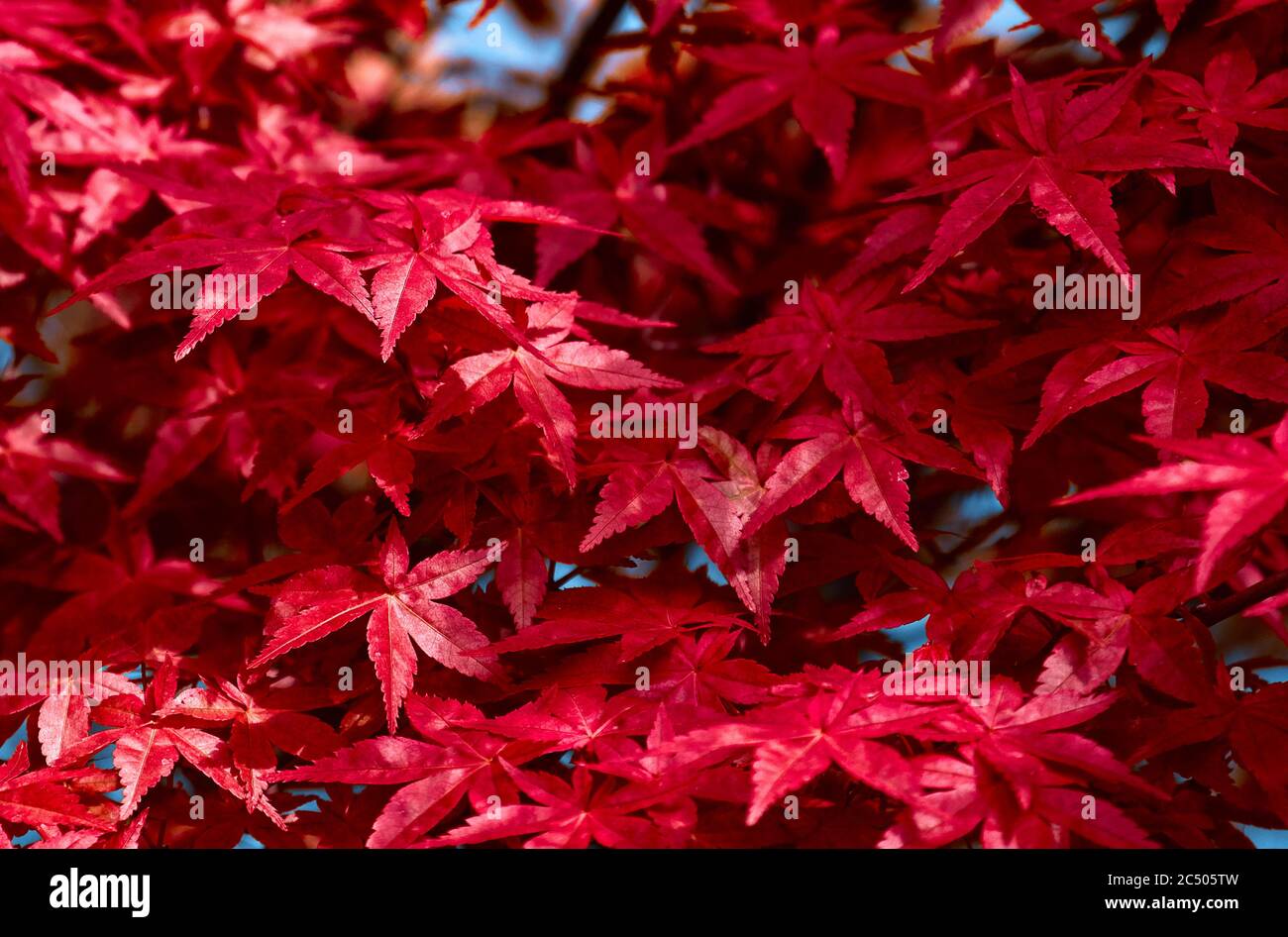 Red leaf. Leaf texture background Stock Photo - Alamy