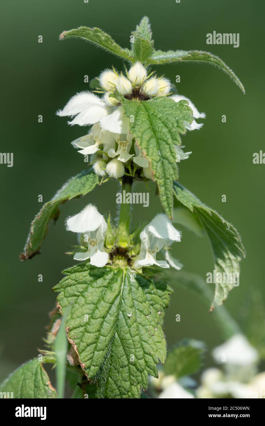 Close up of stinging nettle (urtica dioica) blossom Stock Photo - Alamy