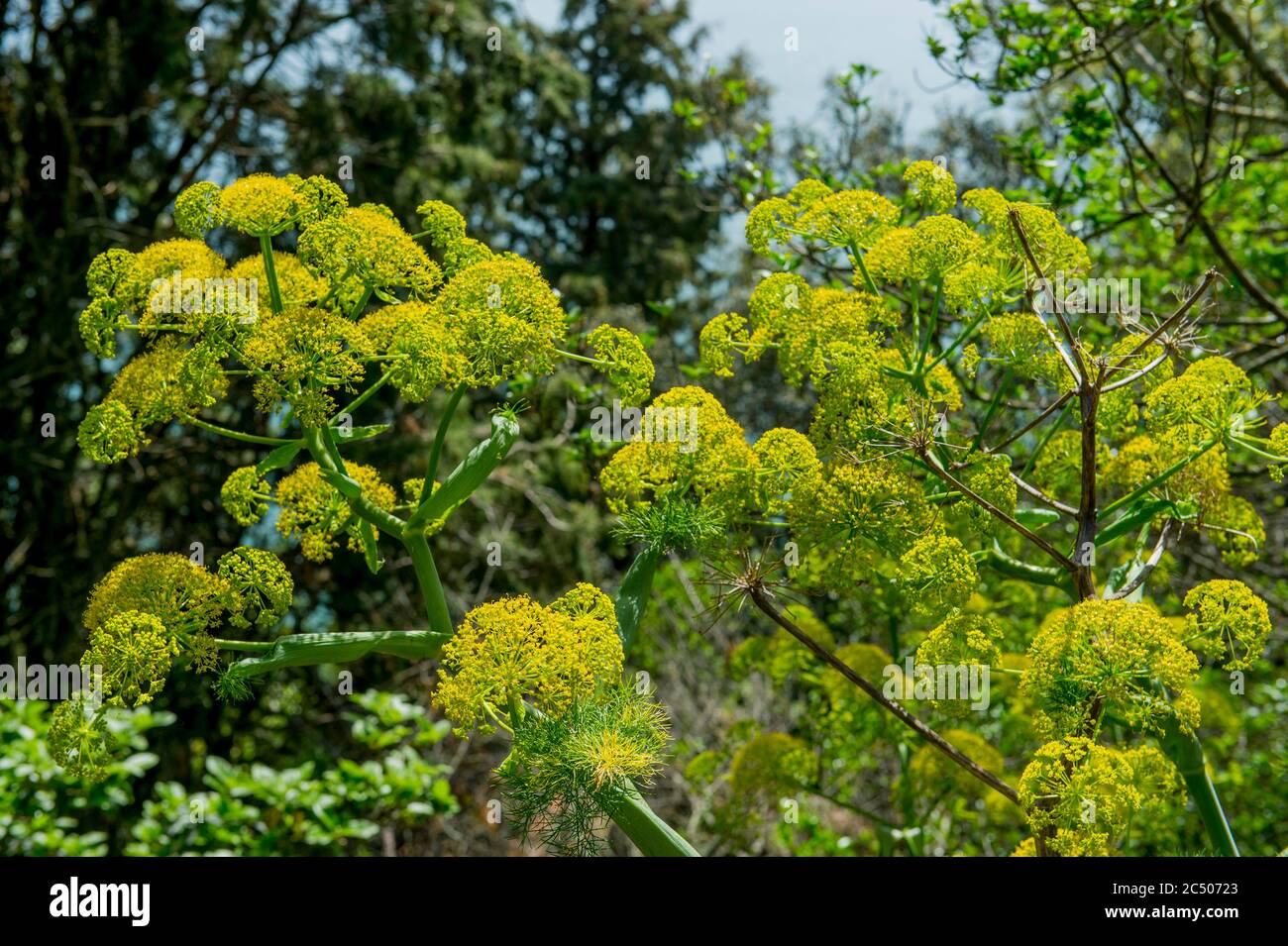 Api family hi-res stock photography and images - Alamy