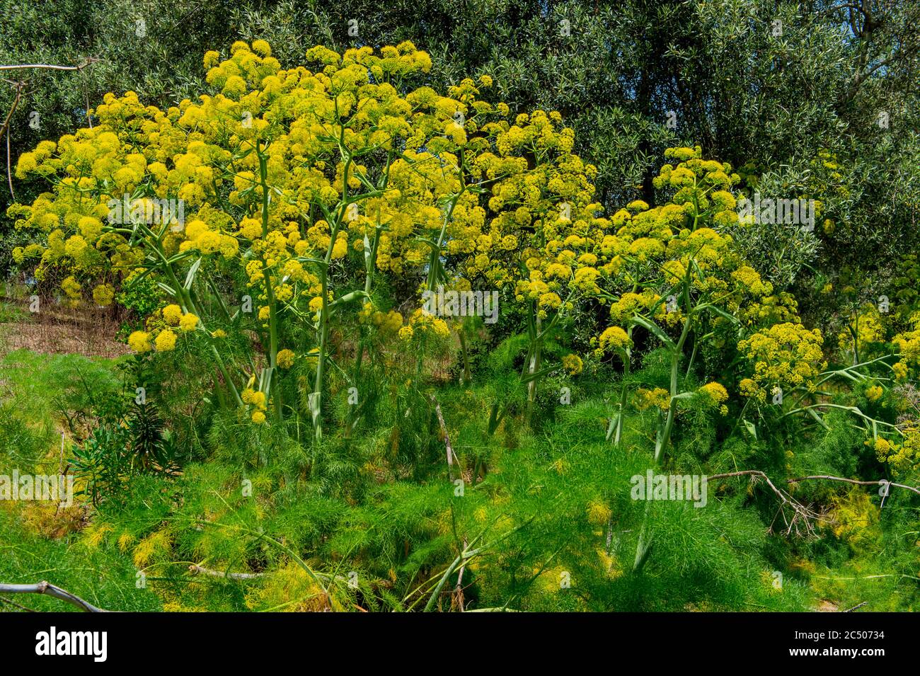 170 species hi-res stock photography and images - Alamy