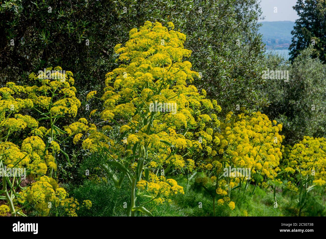 170 species hi-res stock photography and images - Alamy