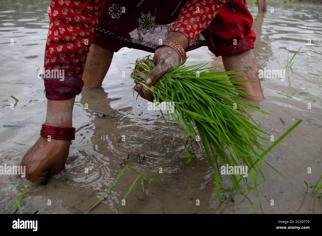 A Nepalese woman prepares rice seedlings for plantation during the ...