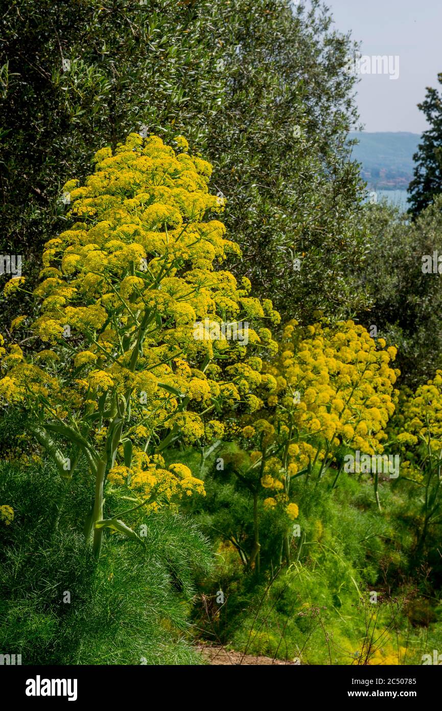 Yellow Ferula flowers on Maggiore Island in Lake Trasimeno in Umbria ...