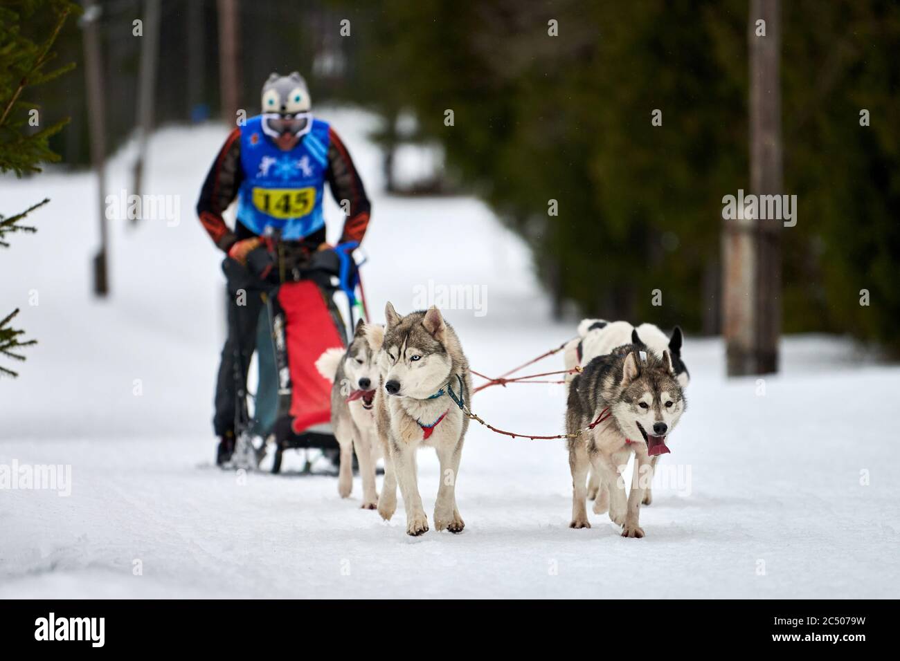 Husky sled dog racing. Winter dog sport sled team competition. Siberian ...