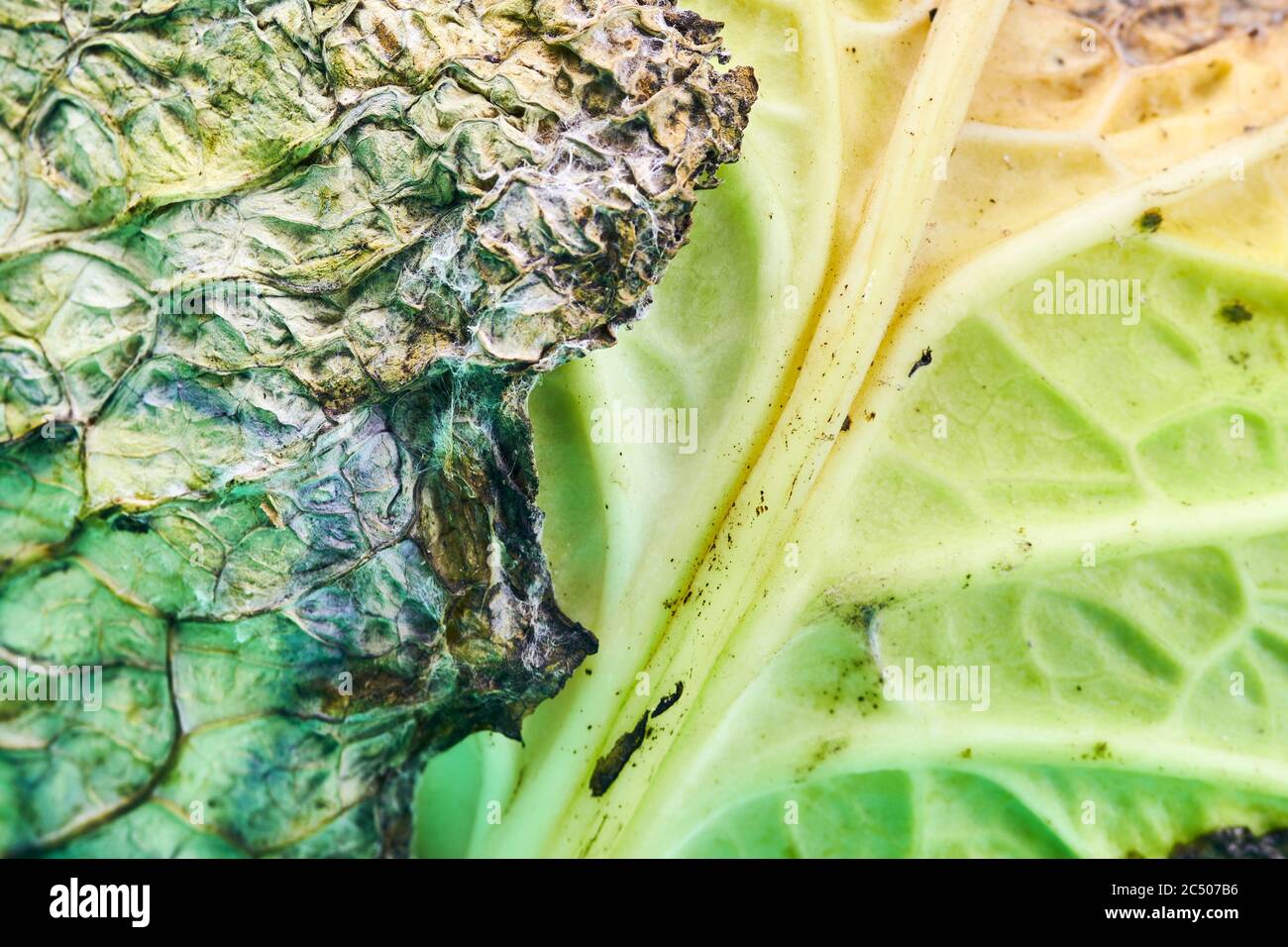 Rotten Cabbage High Resolution Stock Photography and Images - Alamy