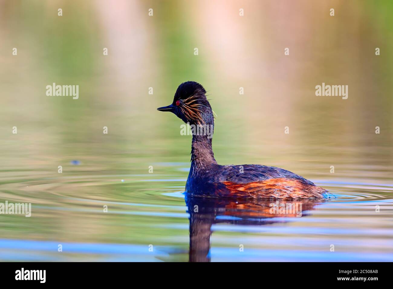 Swimming bird. Colorful water background. Bird: Black necked Grebe ...