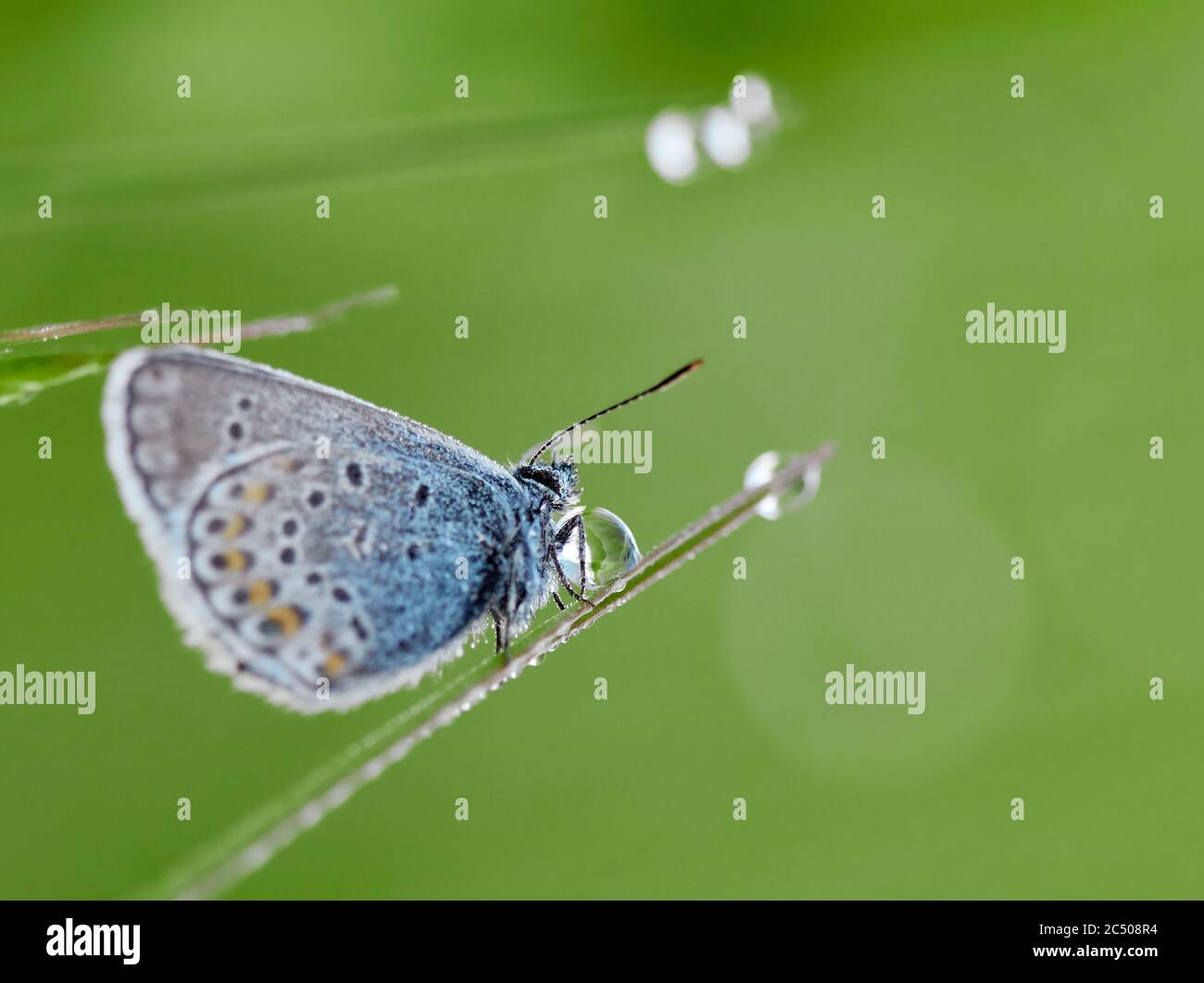 Blue spotted butterfly hi-res stock photography and images - Alamy