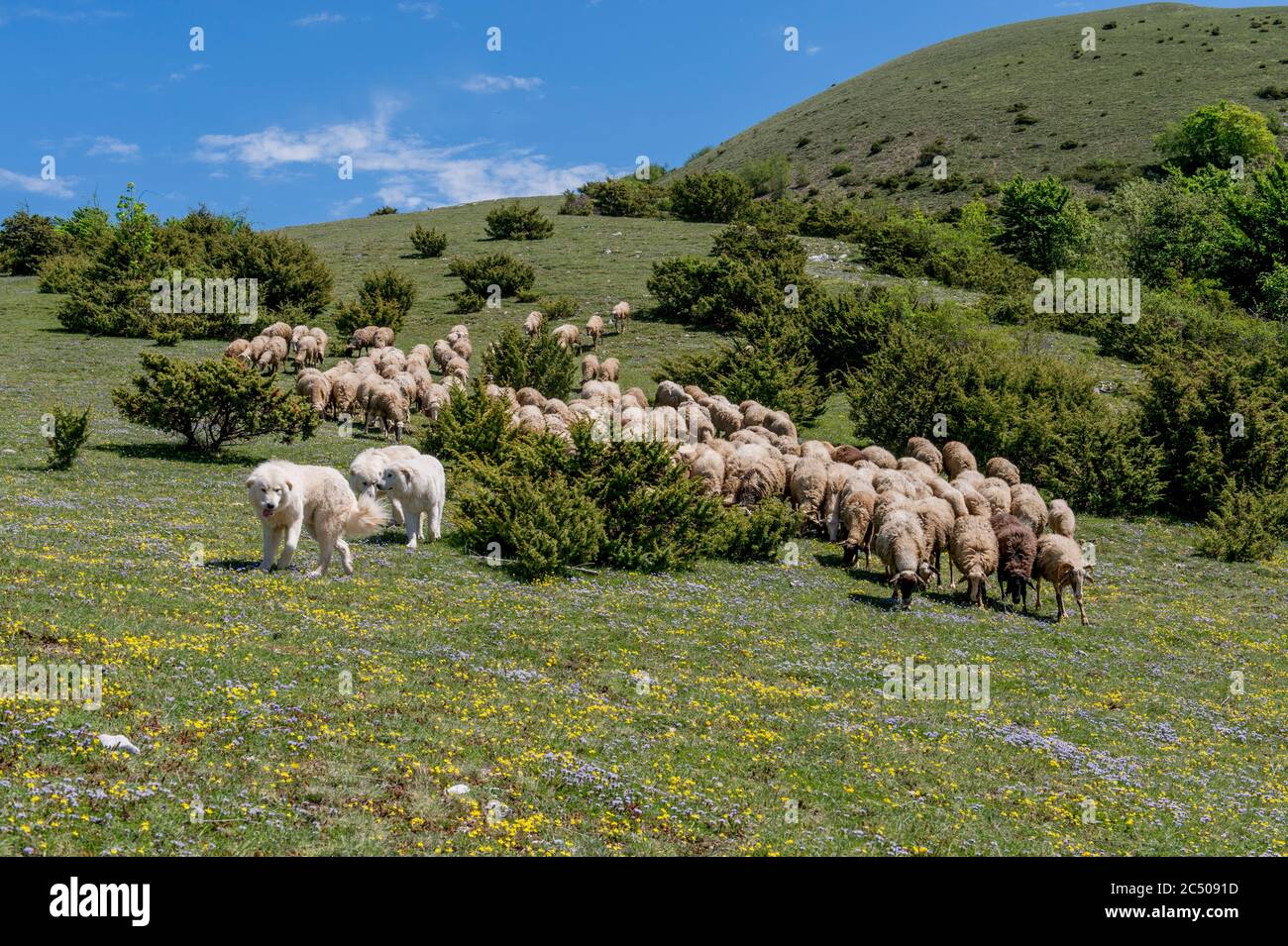 Maremmas hi-res stock photography and images - Alamy