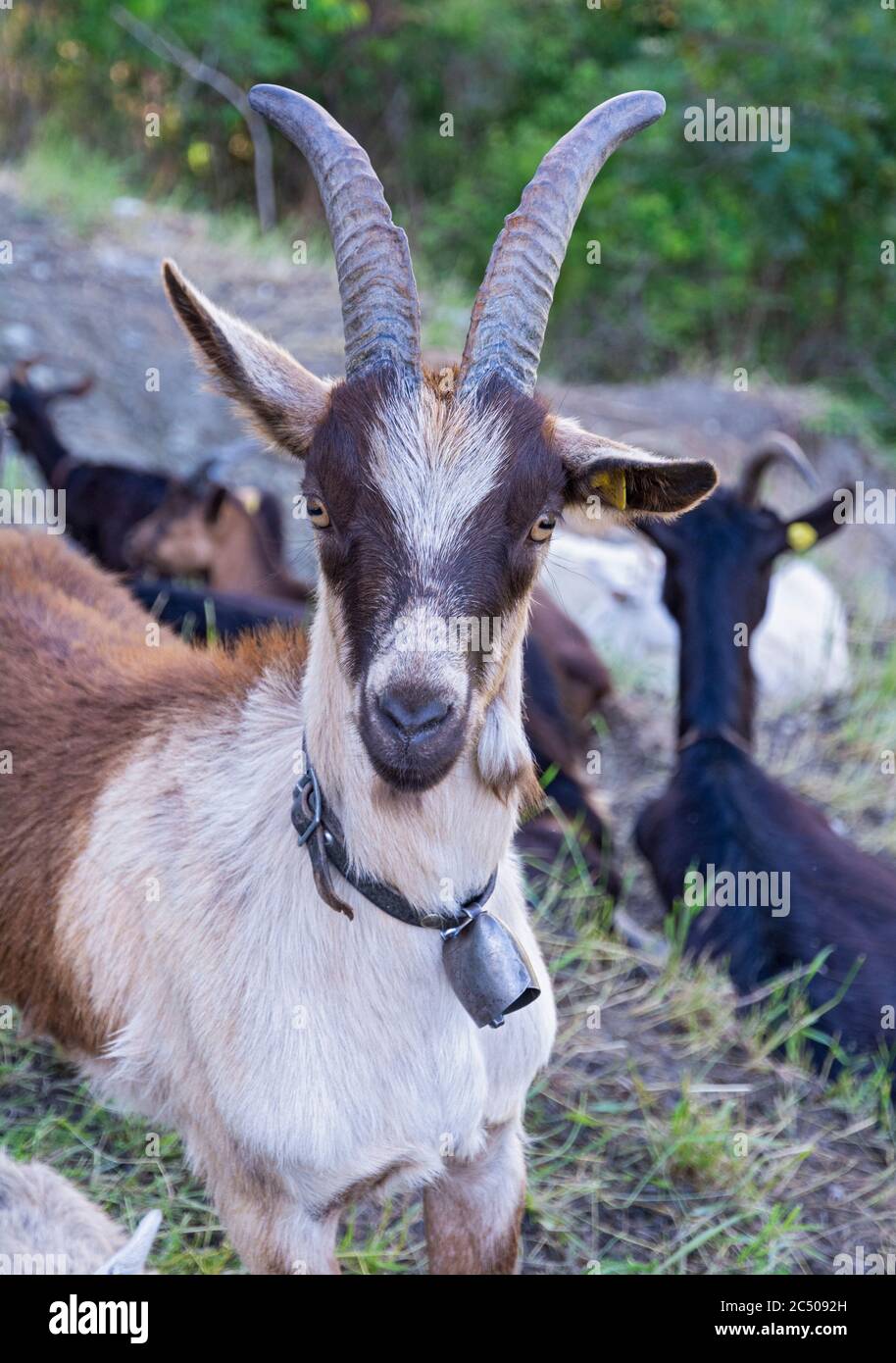 Farm bell hi-res stock photography and images - Alamy
