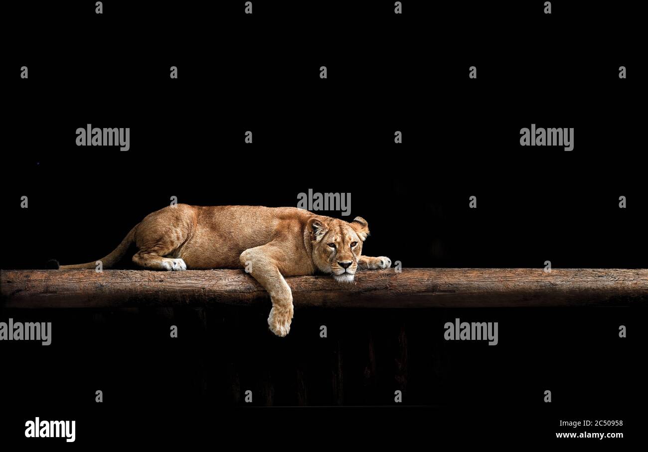 Lioness snow hi-res stock photography and images - Alamy