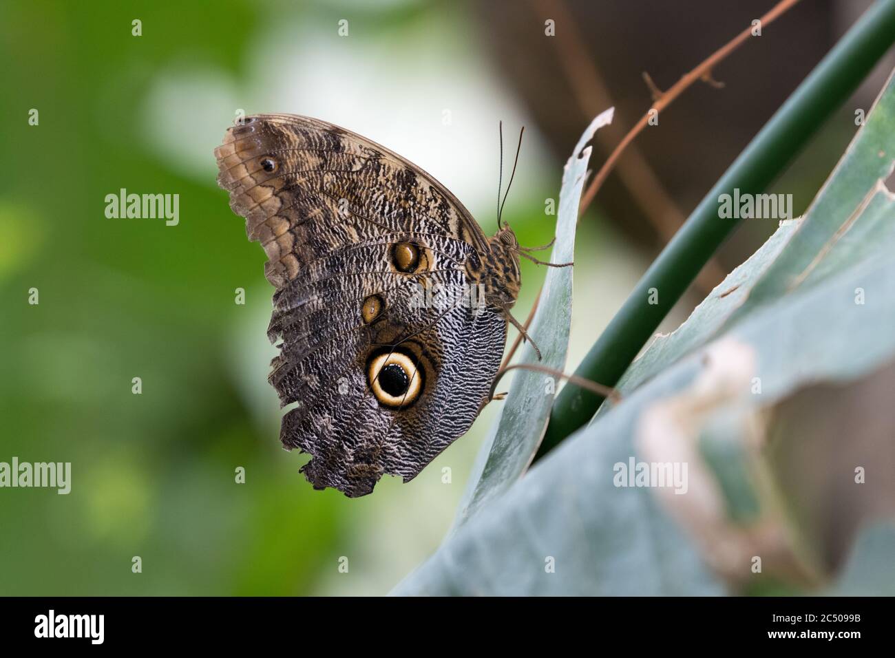 London insects hi-res stock photography and images - Alamy