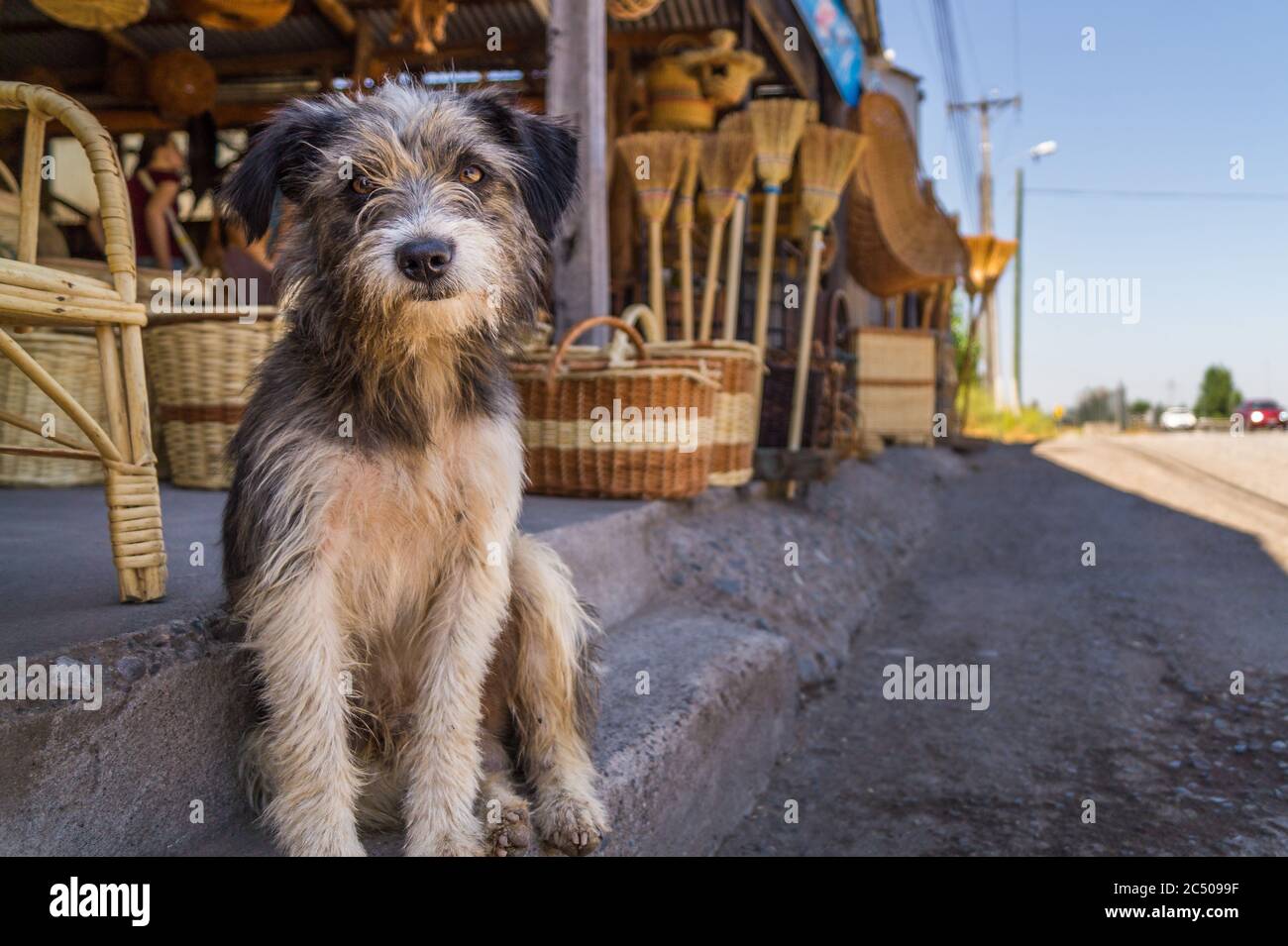 a street dog sat on a corner Stock Photo - Alamy
