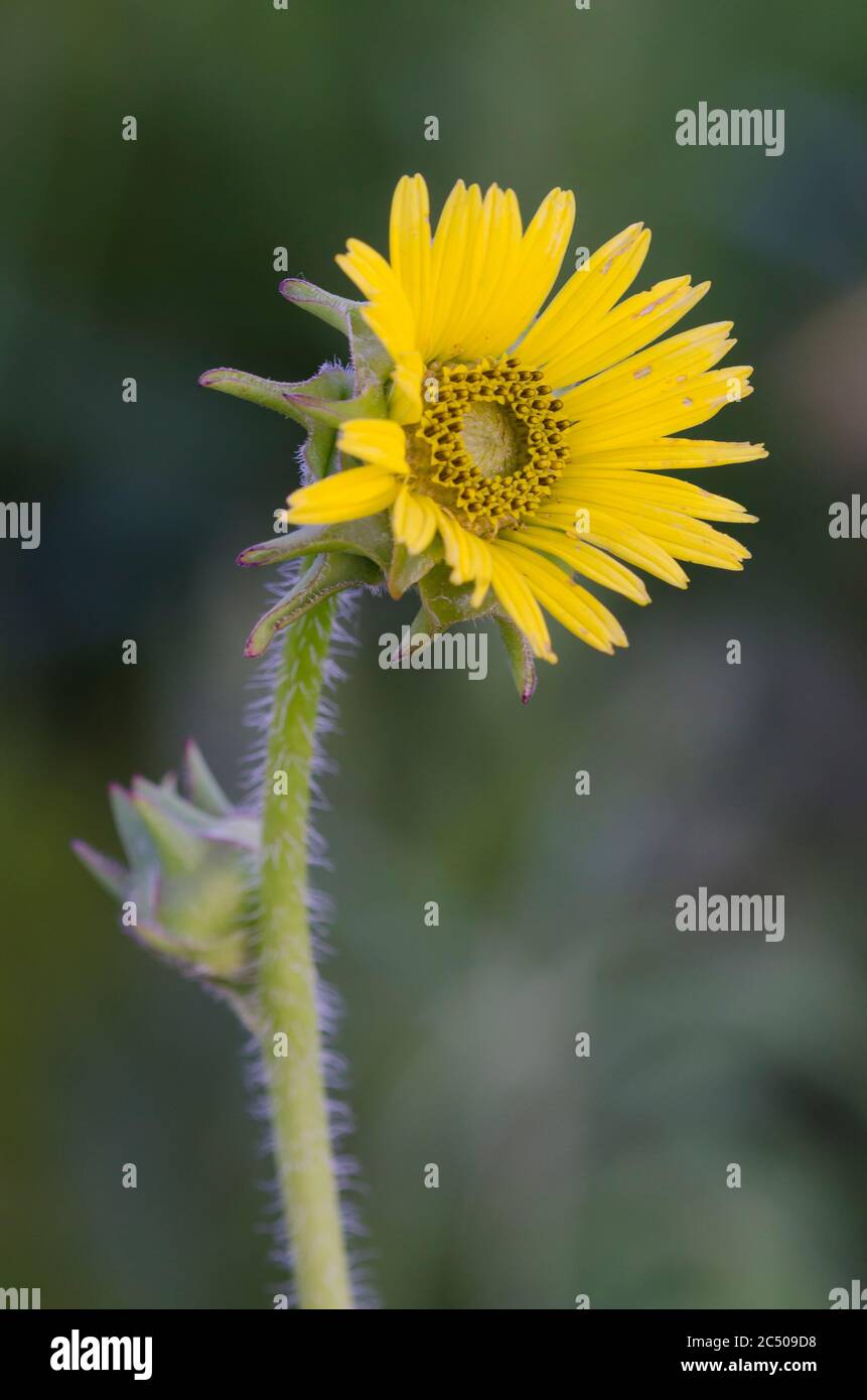 Compass Plant, Silphium laciniatum Stock Photo - Alamy
