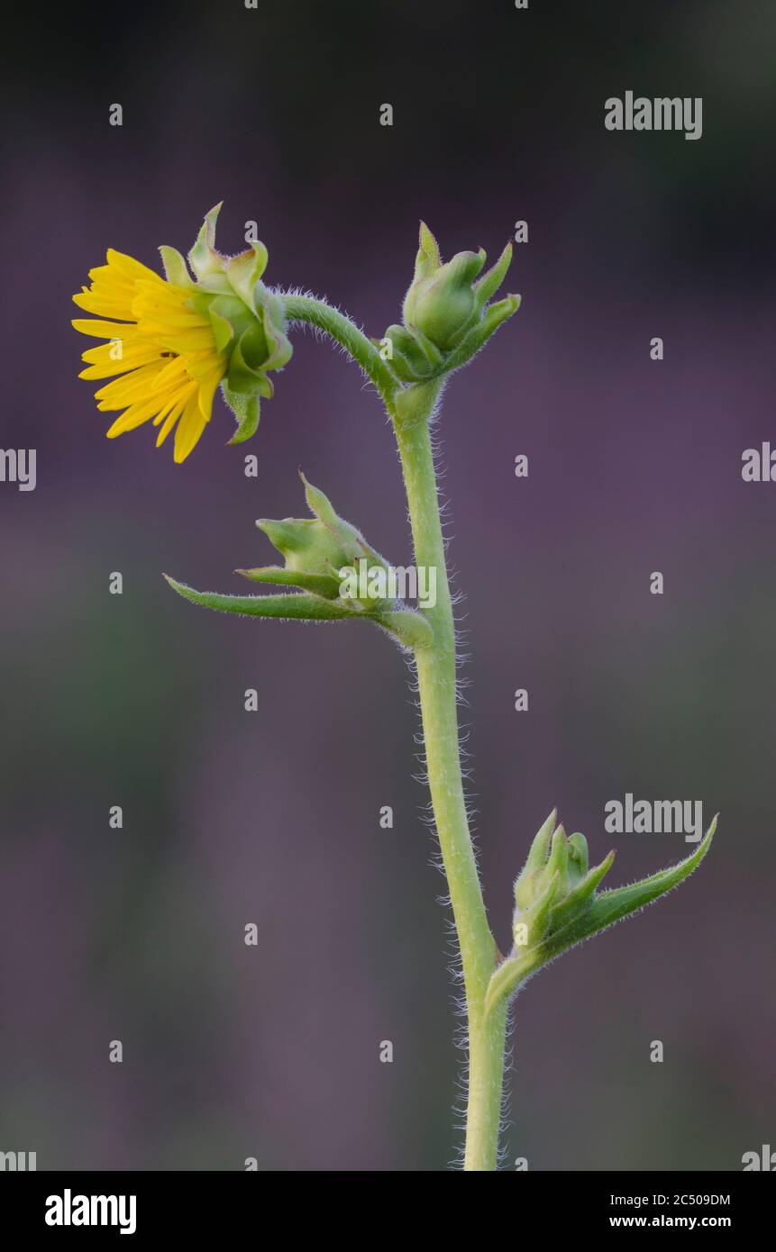 Compass Plant, Silphium laciniatum Stock Photo - Alamy